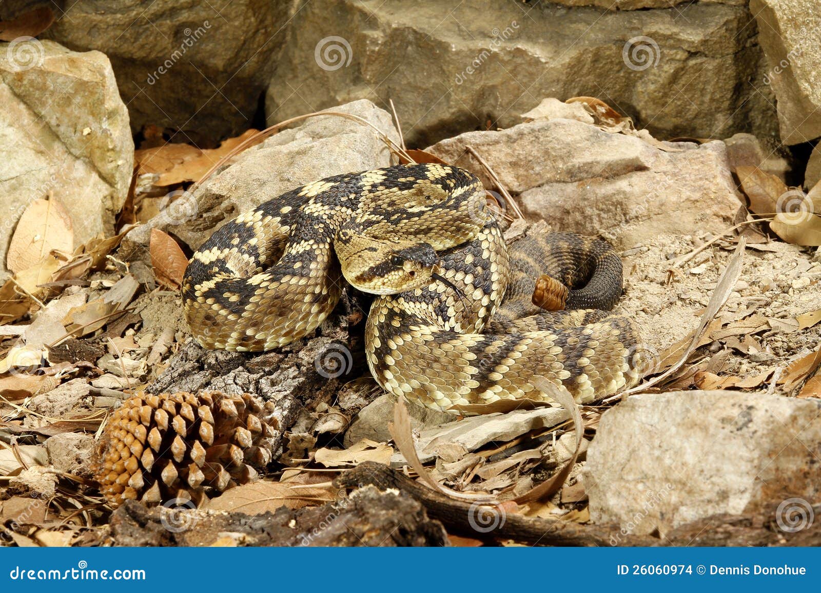 Ratelslang Met Zwarte Staart Stock Foto - Image of staarthoudend, slang ...