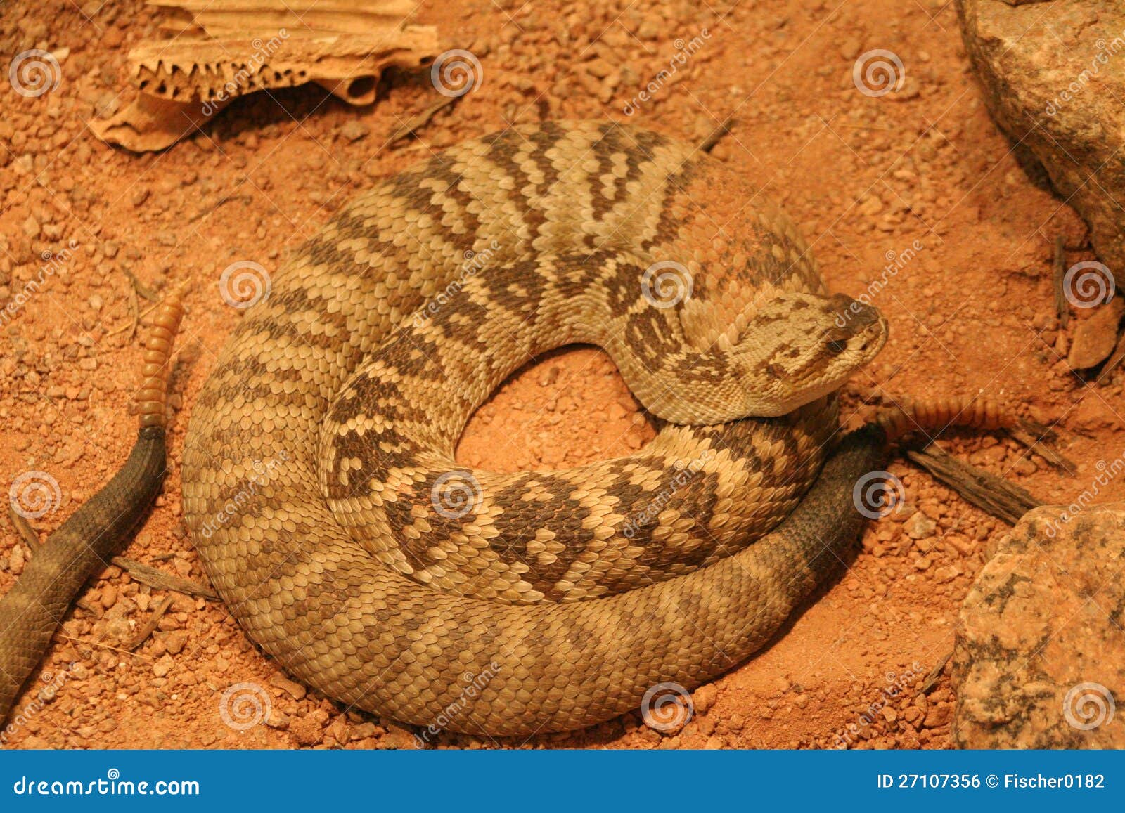 Ratelslang Met Zwarte Staart Stock Foto - Image of slang, rammelaar ...