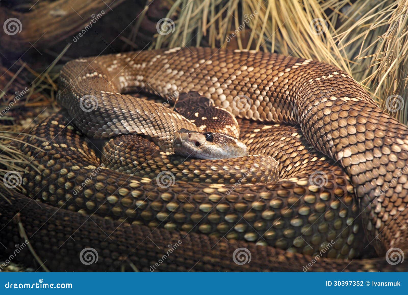 Ratelslang Met Zwarte Staart Stock Foto - Afbeelding bestaande uit ...