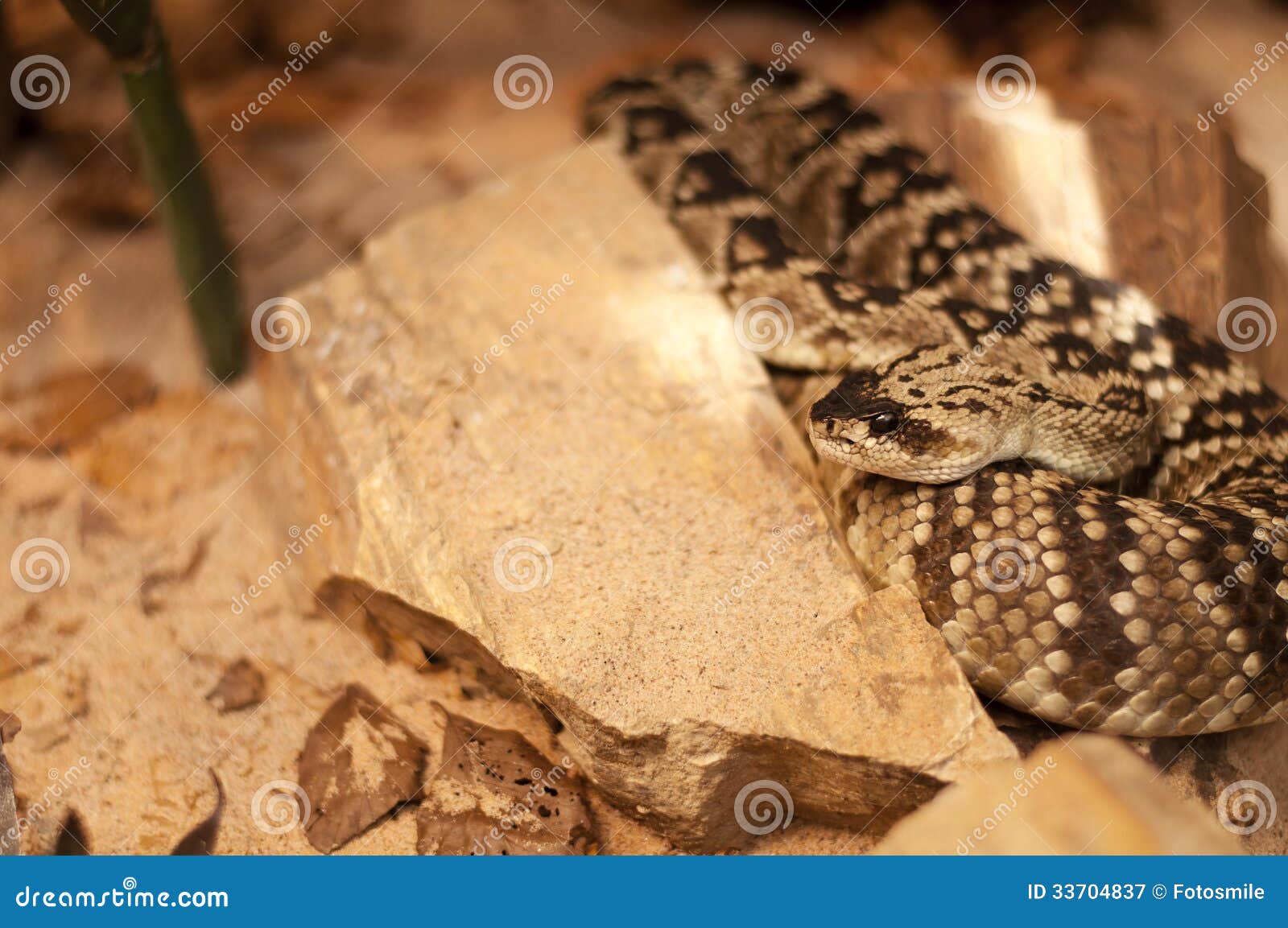 Ratelslang Met Zwarte Staart Stock Afbeelding - Image of kuil, woestijn ...