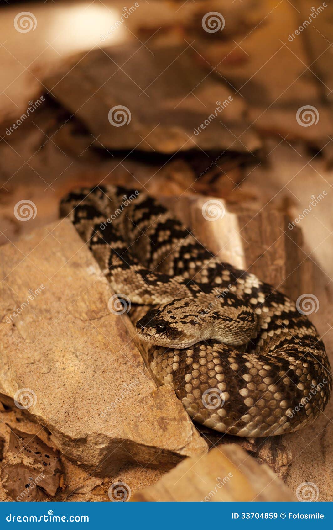 Ratelslang Met Zwarte Staart Stock Afbeelding - Image of rammelaar ...