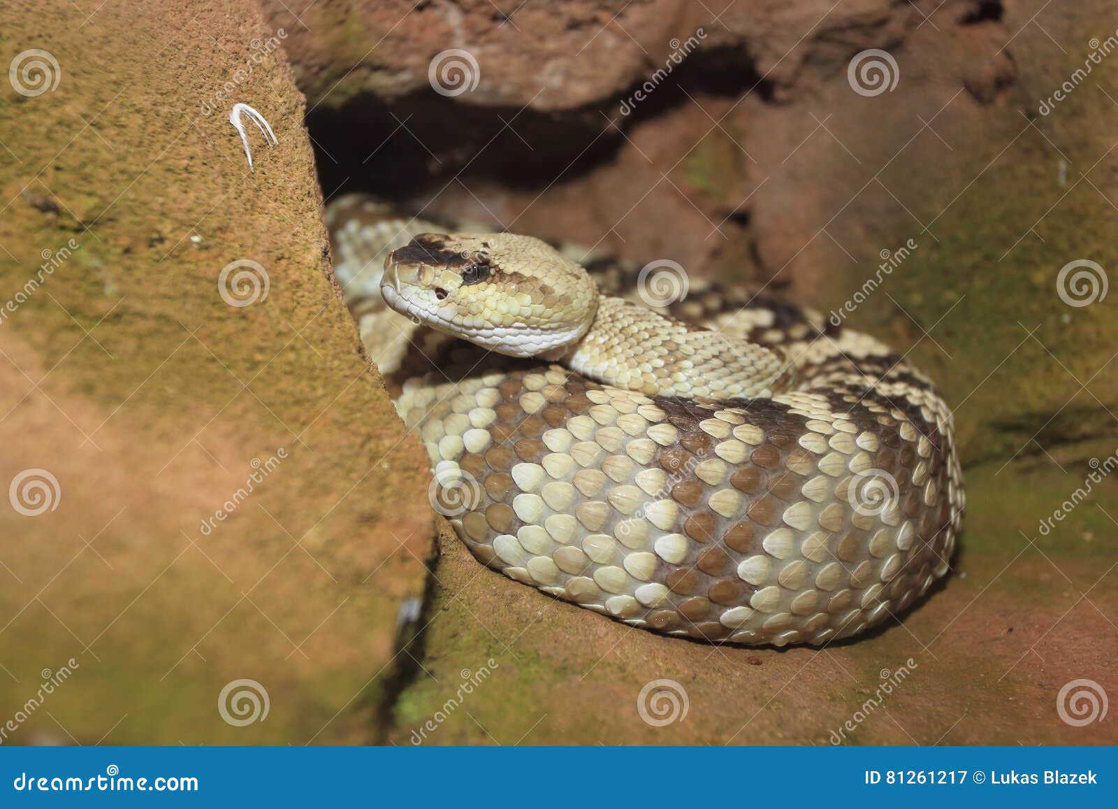 Ratelslang Met Zwarte Staart Stock Afbeelding - Image of staarthoudend ...