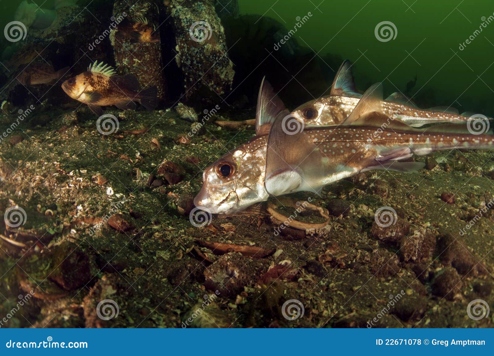 Ratfish stock photo. Image of wilderness, adventure, bottom - 22671078