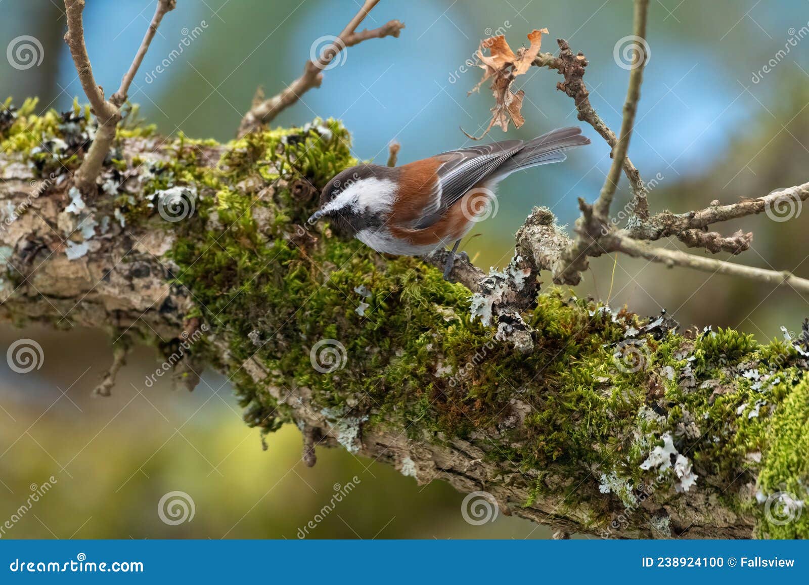 Chestnut-backed Chickadee Posing on Tree Branch Stock Photo - Image of ...