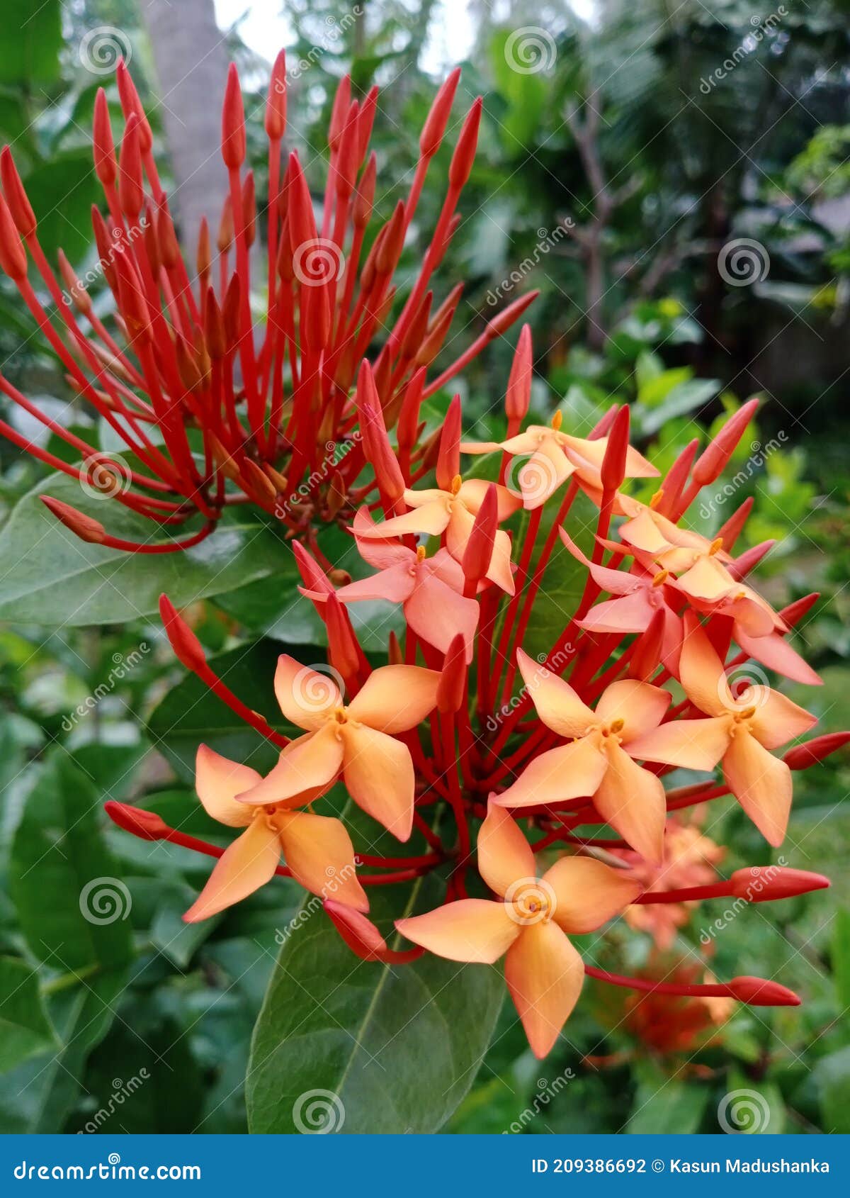 Rathmal is One of the Most Common Flowers in Sri Lanka. Stock Photo ...