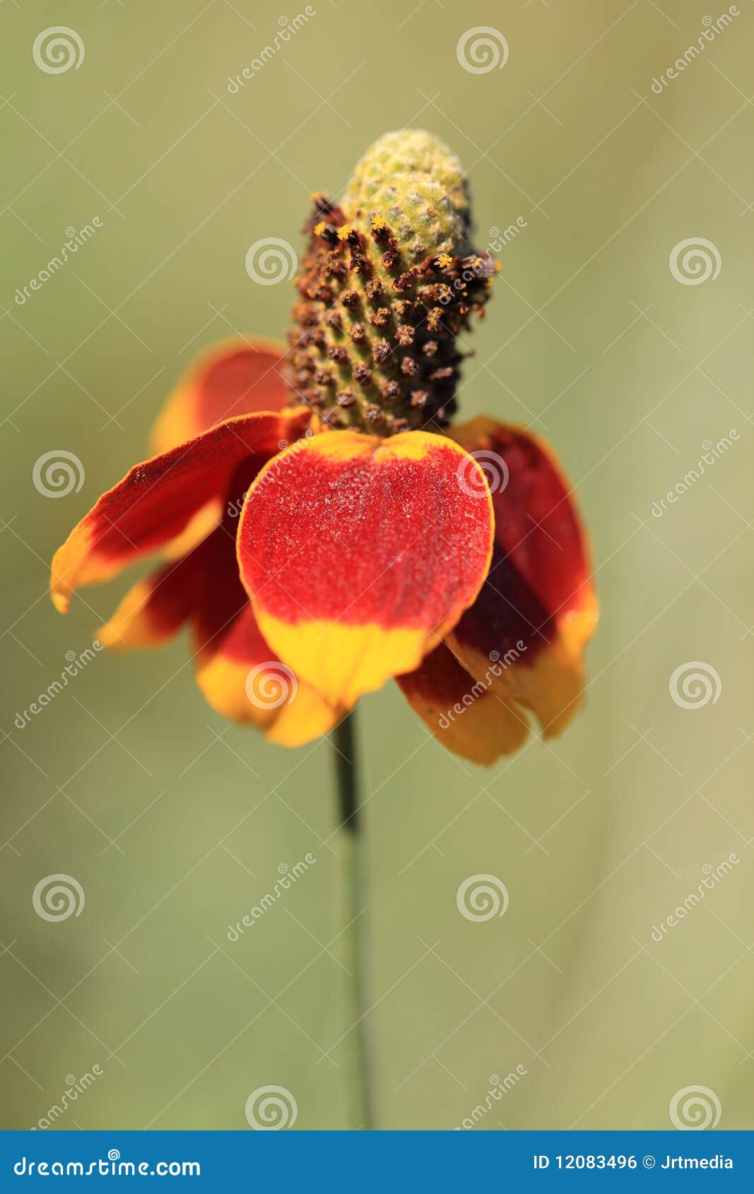 Ratibida Columnifera Flower Stock Photo - Image of columnifera, close ...