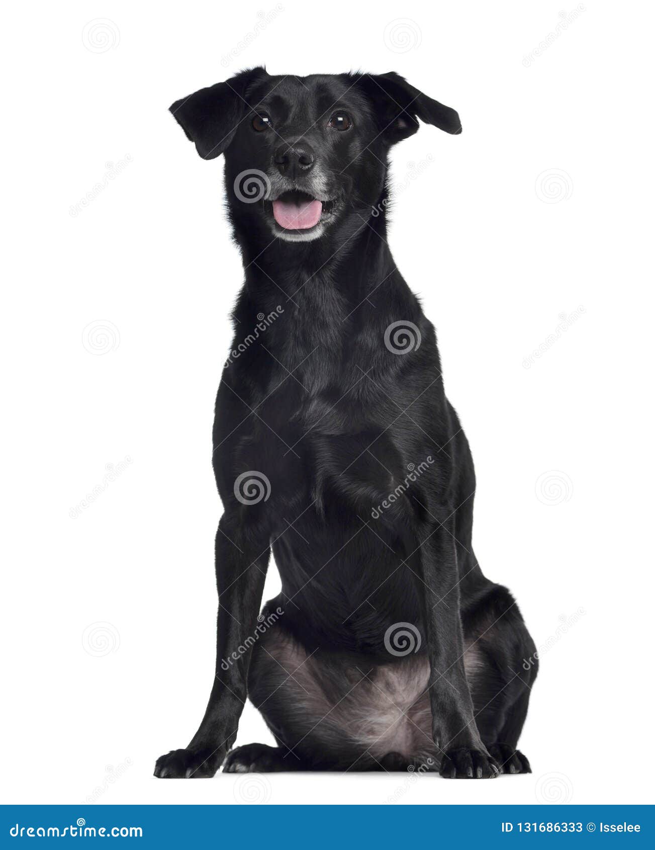Ratier Dog Sitting and Panting, 8 Years Old, Isolated Stock Image ...