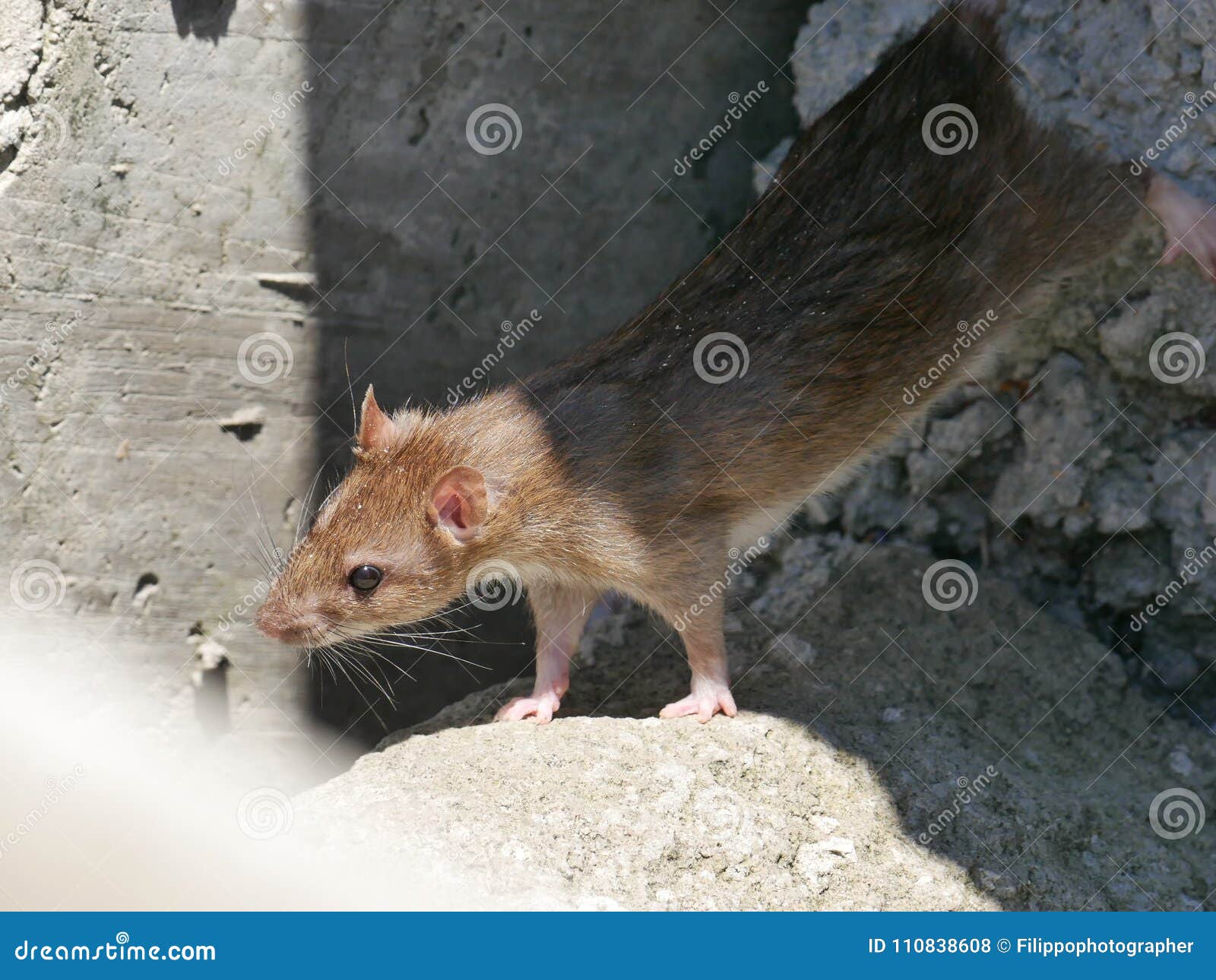 Rato foto de stock. Imagem de rato, emilia, canaleta - 110838608