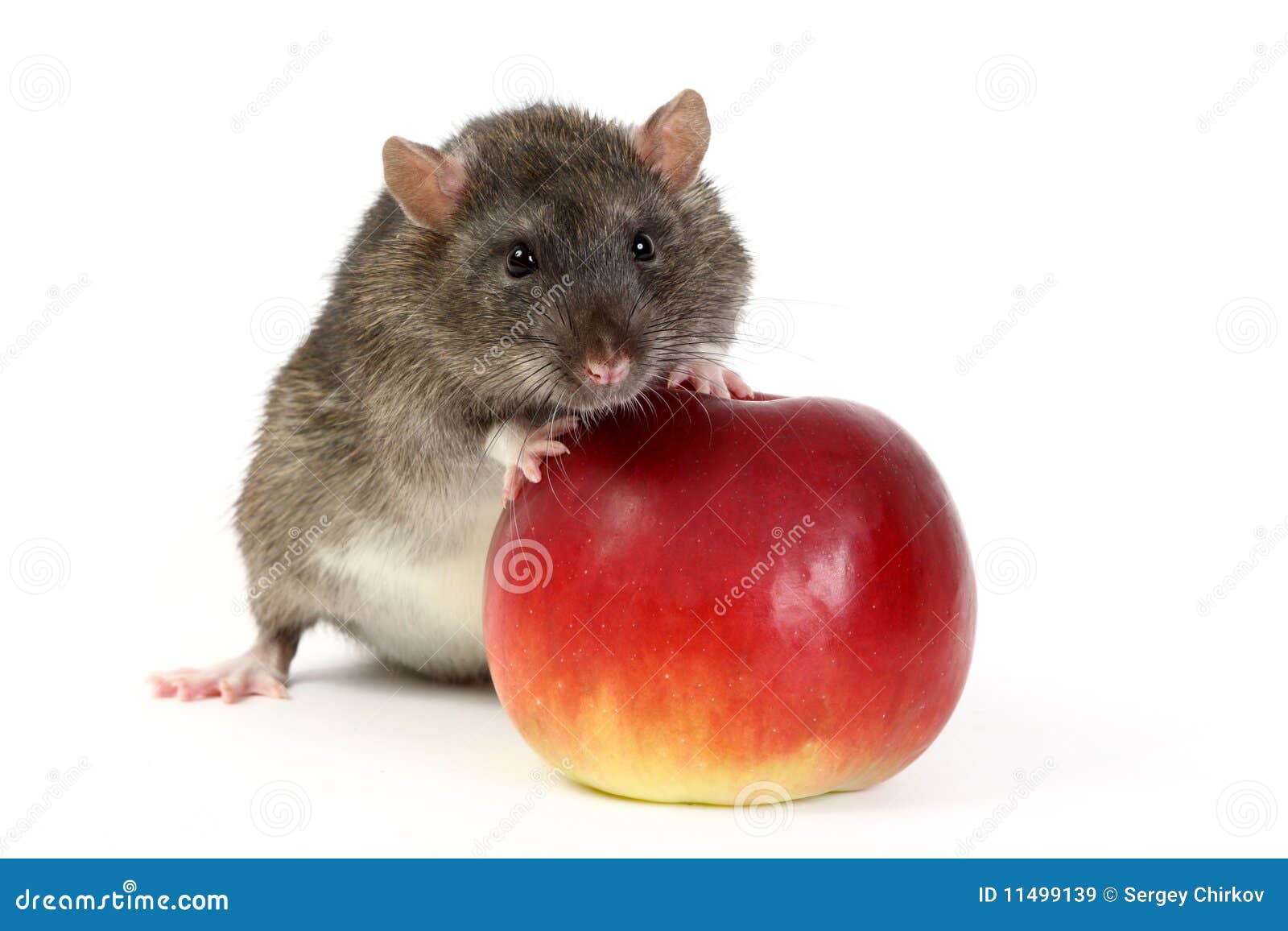 Rato imagem de stock. Imagem de ratos, corte, selvagem - 11499139