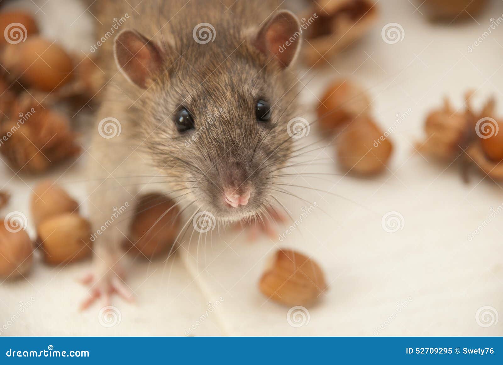 Rato imagem de stock. Imagem de wildlife, nave, roedores - 52709295