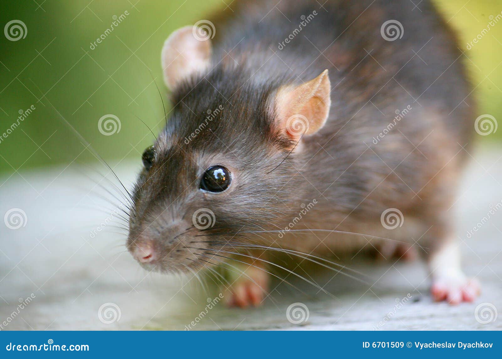 imagens de stock Pulga E Rato - Baixe 54 Royalty Free