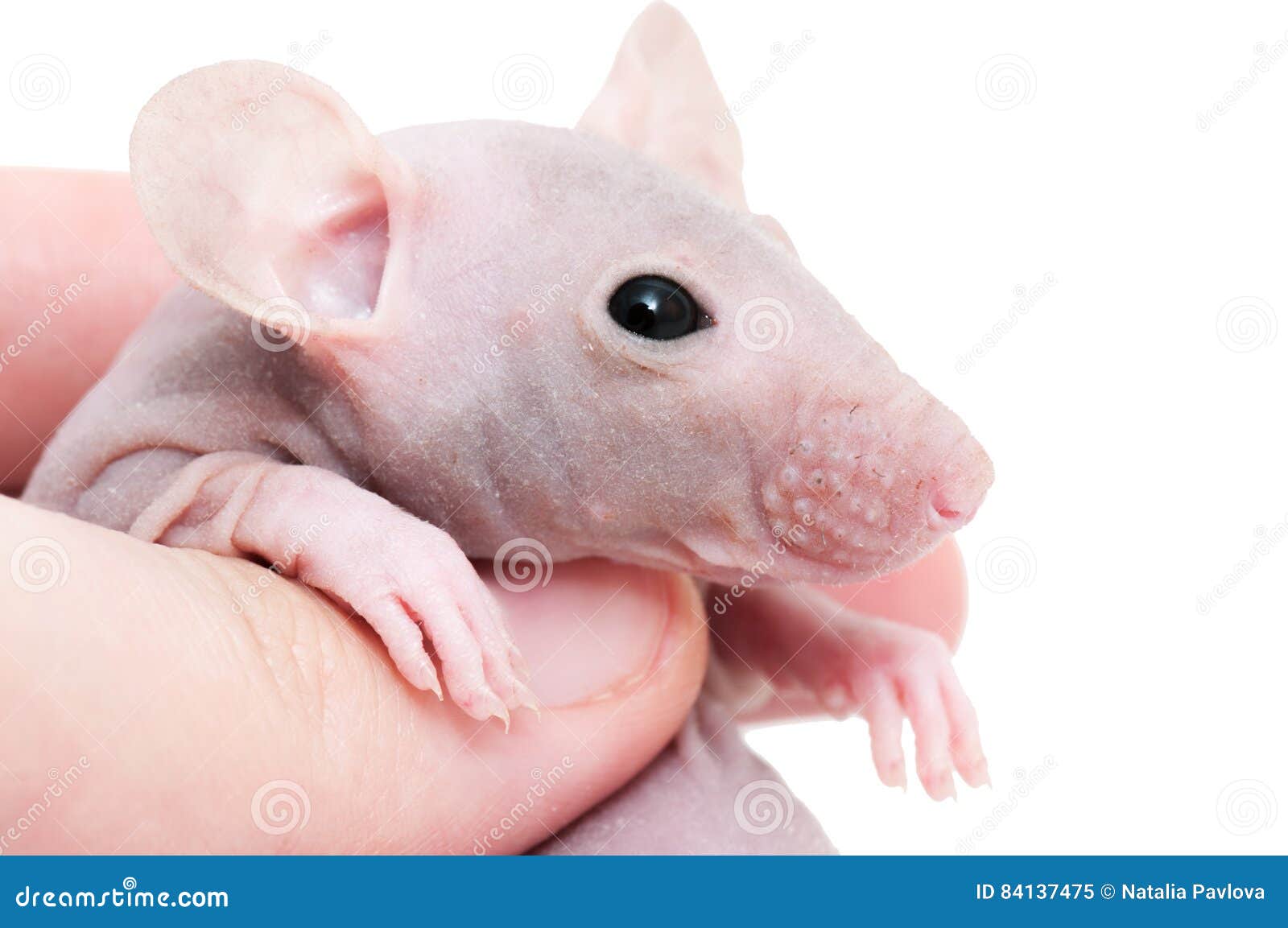 Rato imagem de stock. Imagem de cara, roedor, pequeno - 84137475