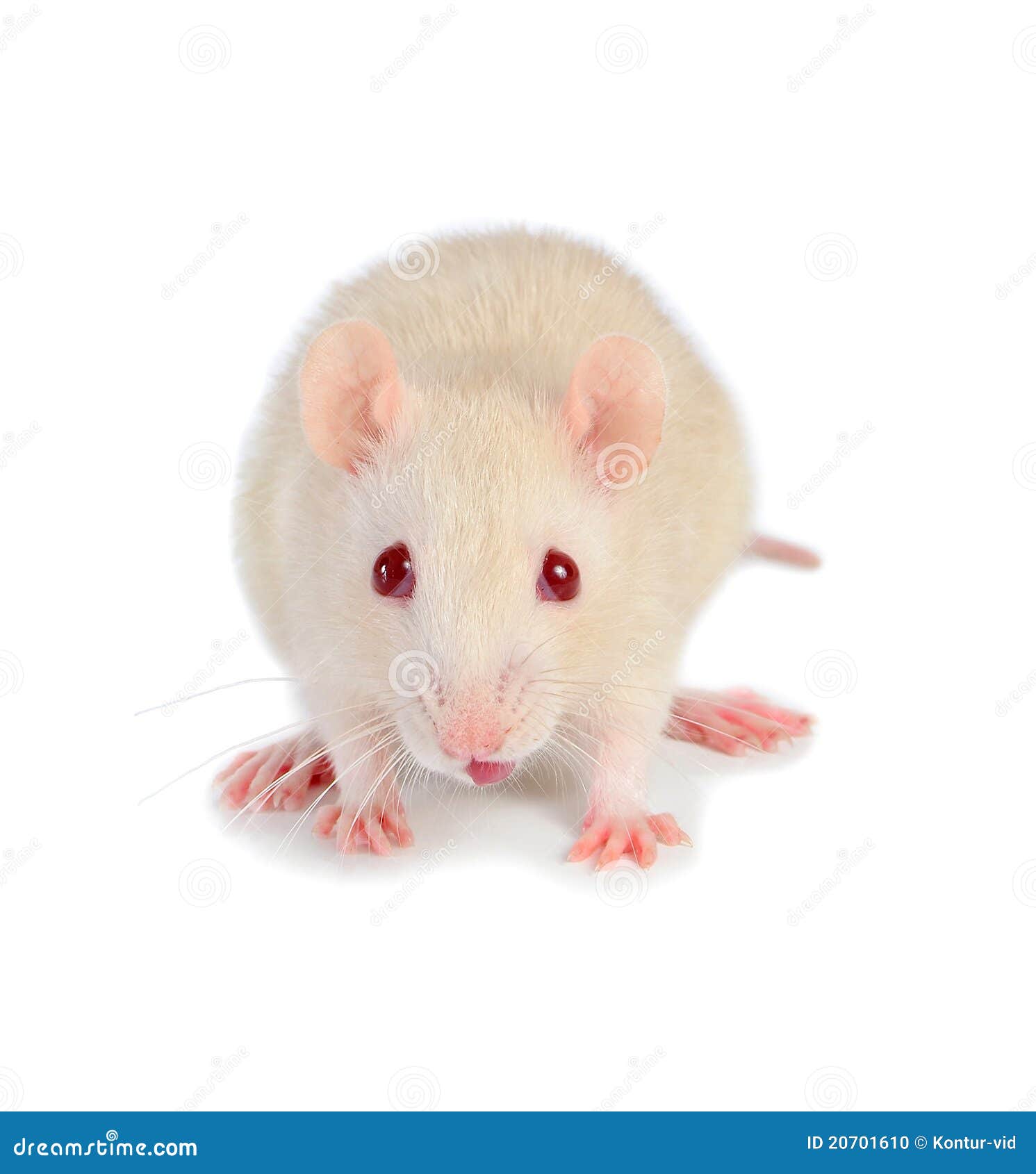 Rato branco foto de stock. Imagem de fofofo, patas, parasita - 20701610