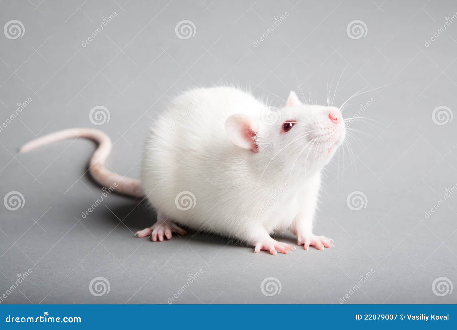 Rato branco imagem de stock. Imagem de orelha, rato, médico - 22079007