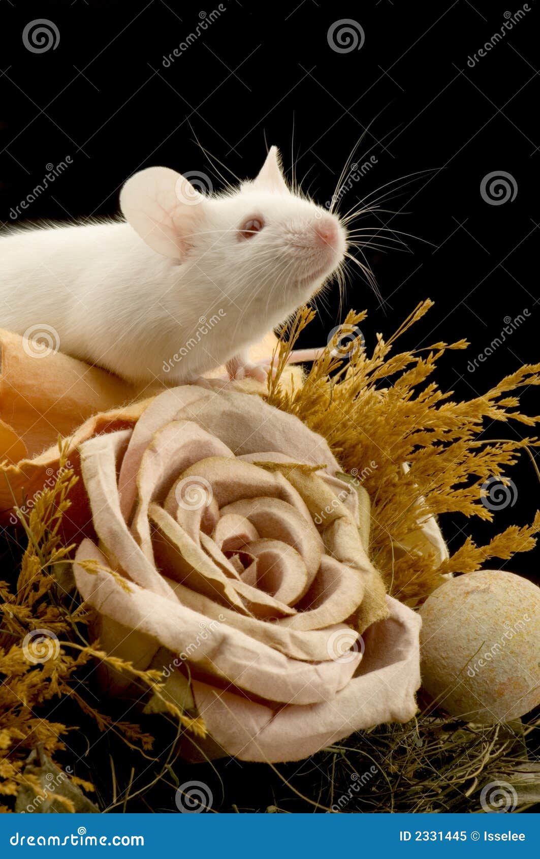 Rato branco imagem de stock. Imagem de doméstico, ganância - 2331445