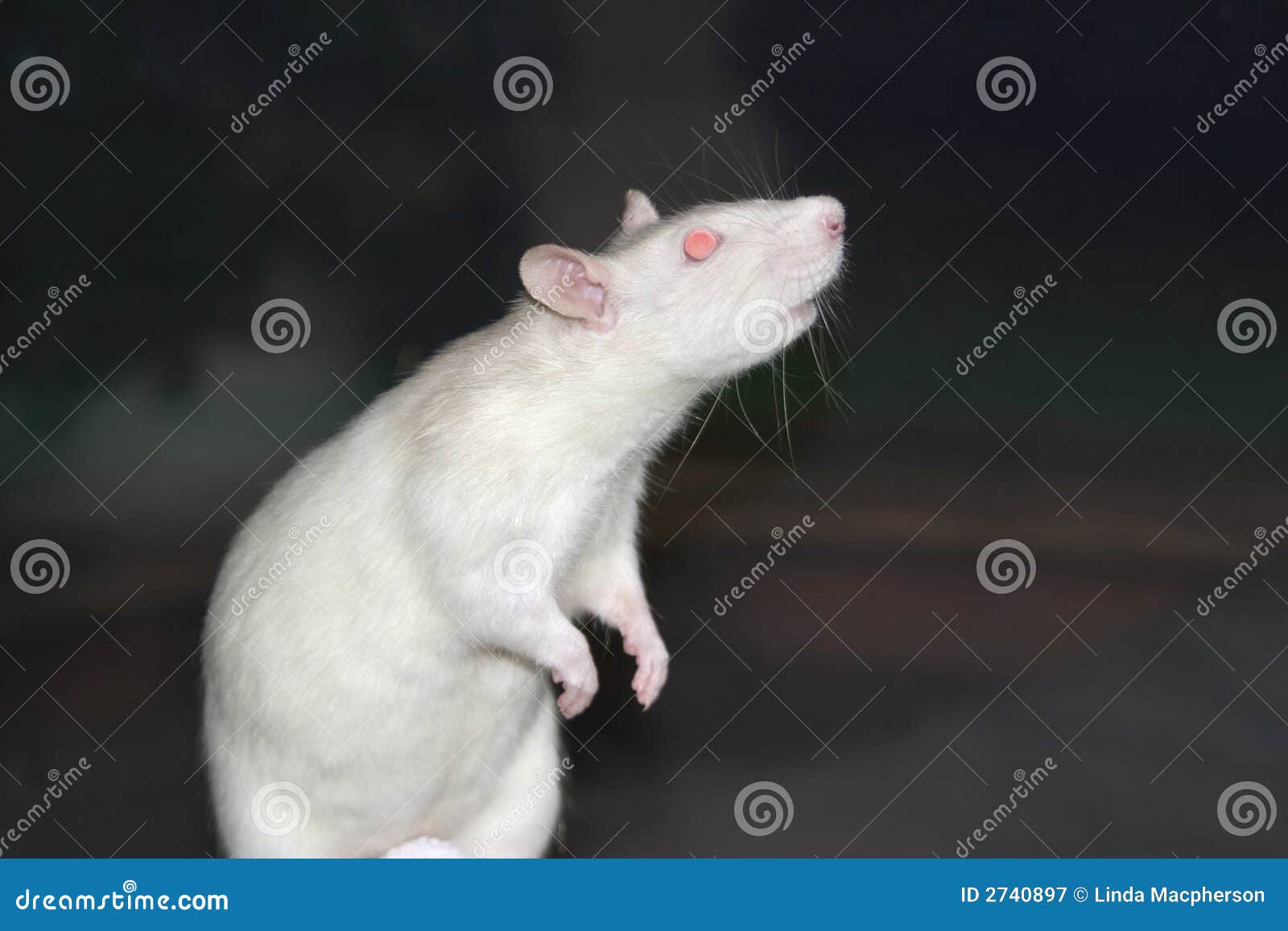 Rato branco imagem de stock. Imagem de implorar, animal - 2740897
