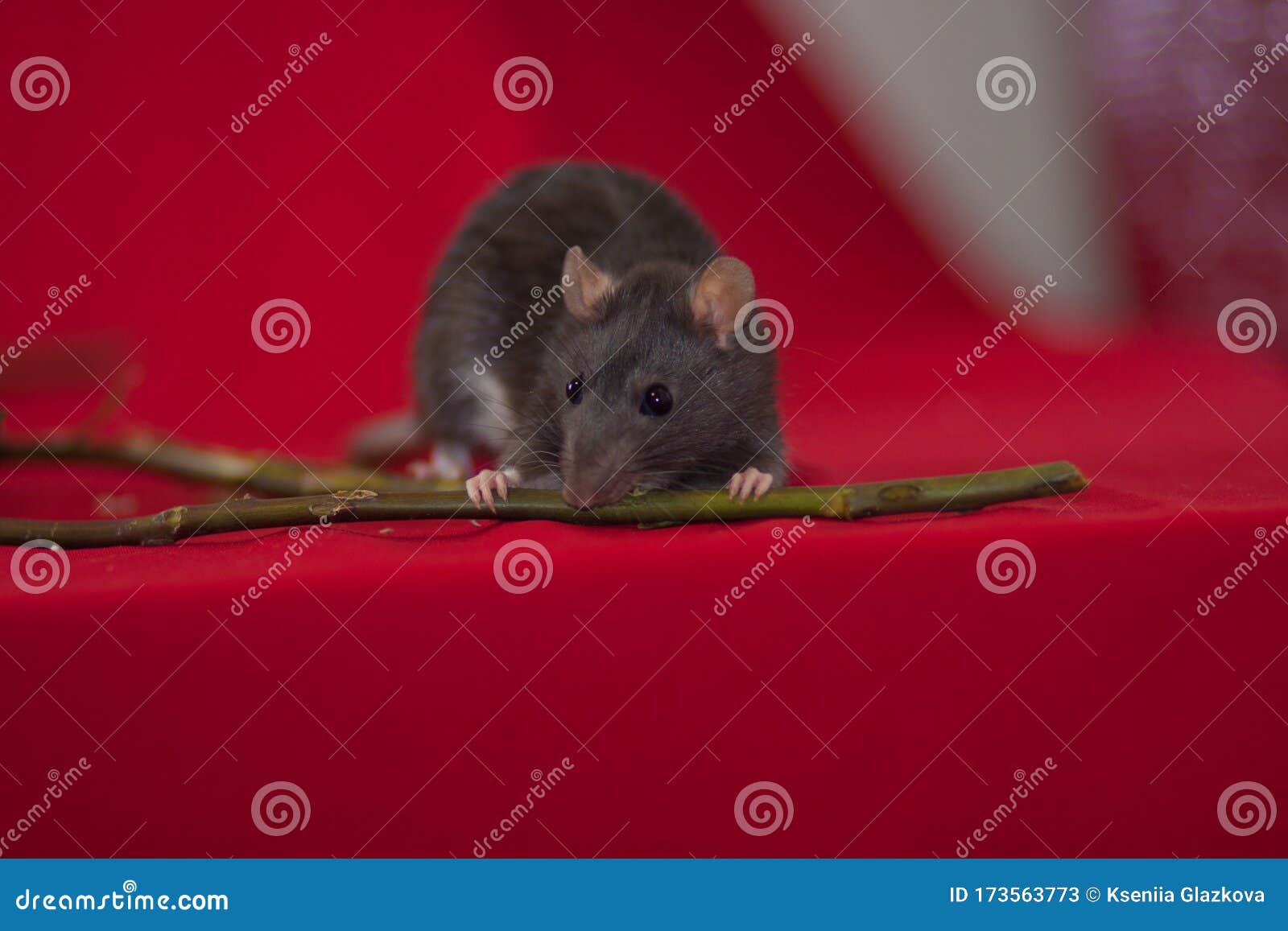 Rato Branco Com Rosa Escarlate. Belo Rato E Imagem de Stock - Imagem de ...