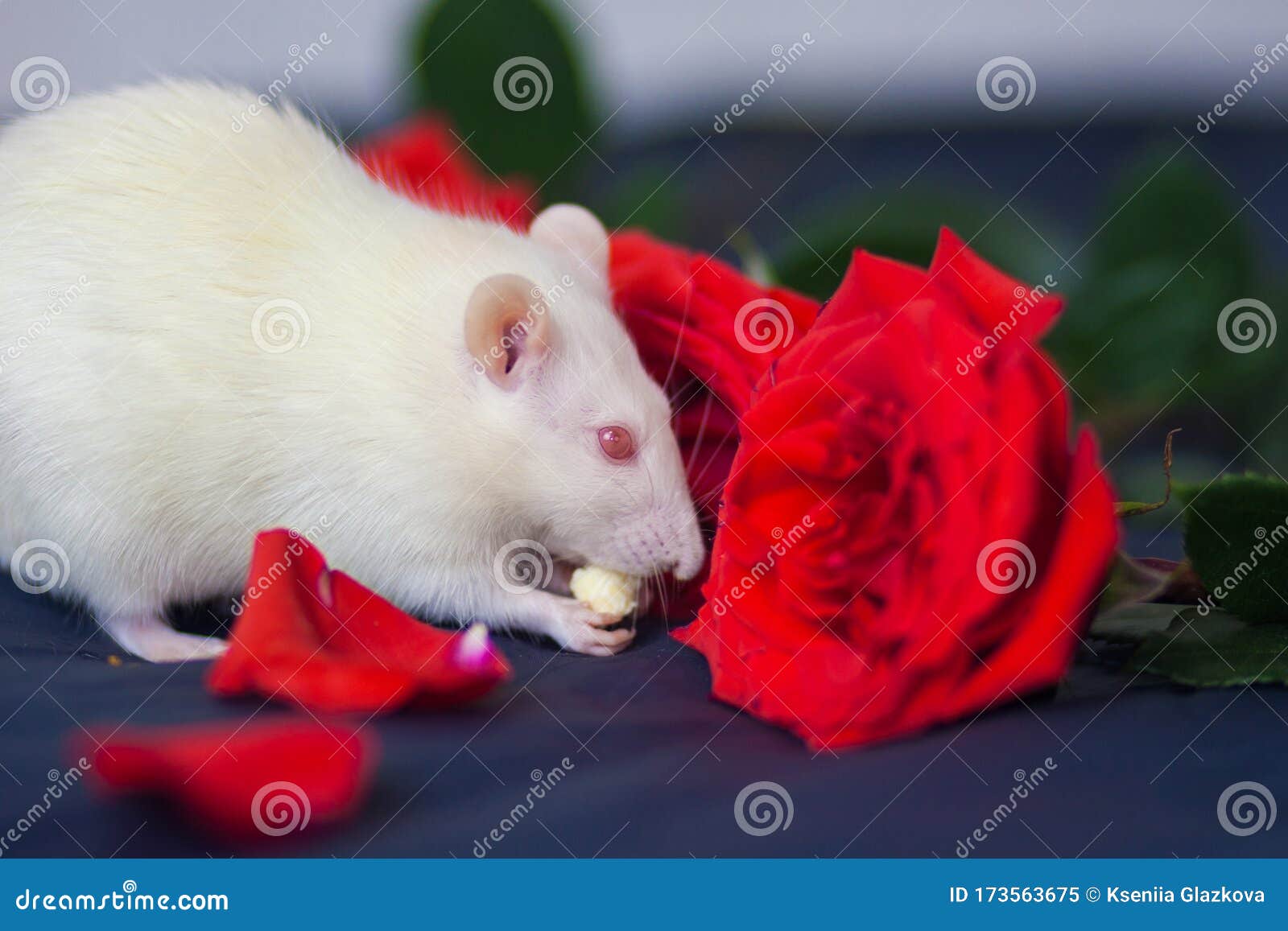 Rato Branco Com Rosa Escarlate. Rato Bonito Imagem de Stock - Imagem de ...