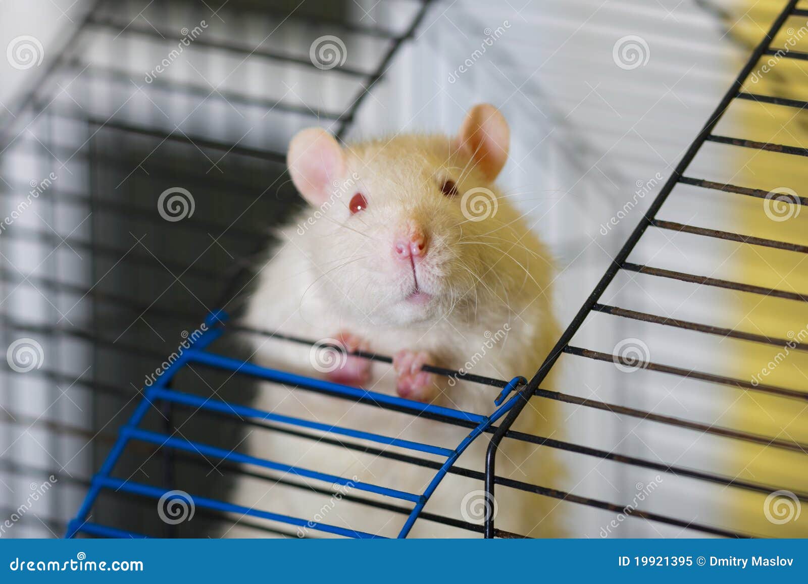 Rato branco curioso imagem de stock. Imagem de casa, roedor - 19921395