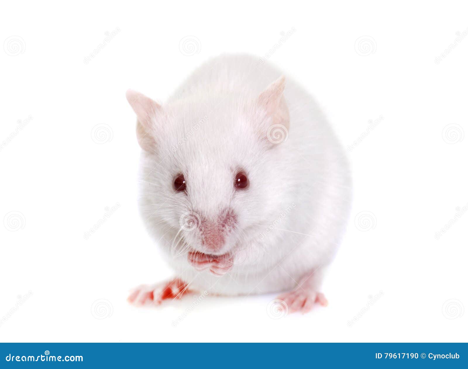 Rato branco no estúdio foto de stock. Imagem de pouco - 79617190