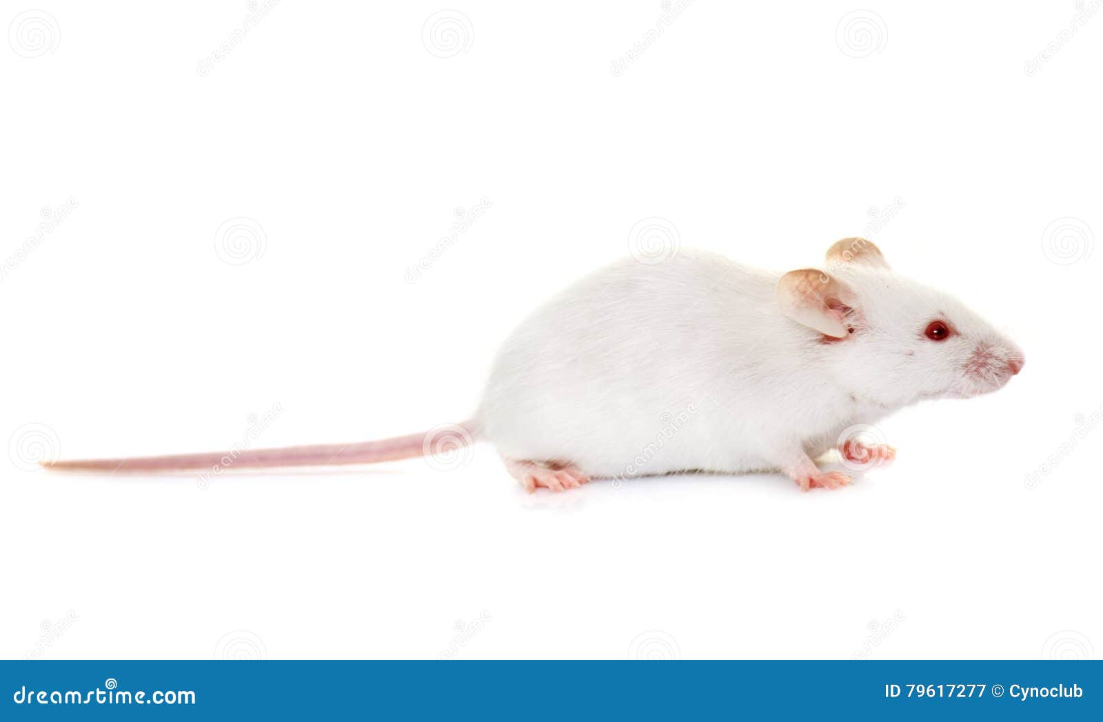 Rato branco no estúdio imagem de stock. Imagem de roedor - 79617277