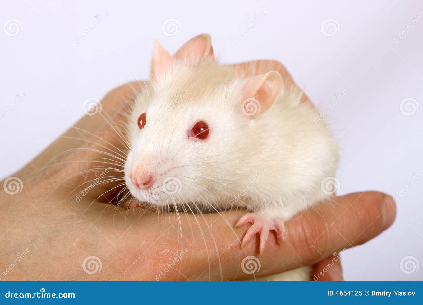 Rato branco novo imagem de stock. Imagem de animais, olho - 4654125