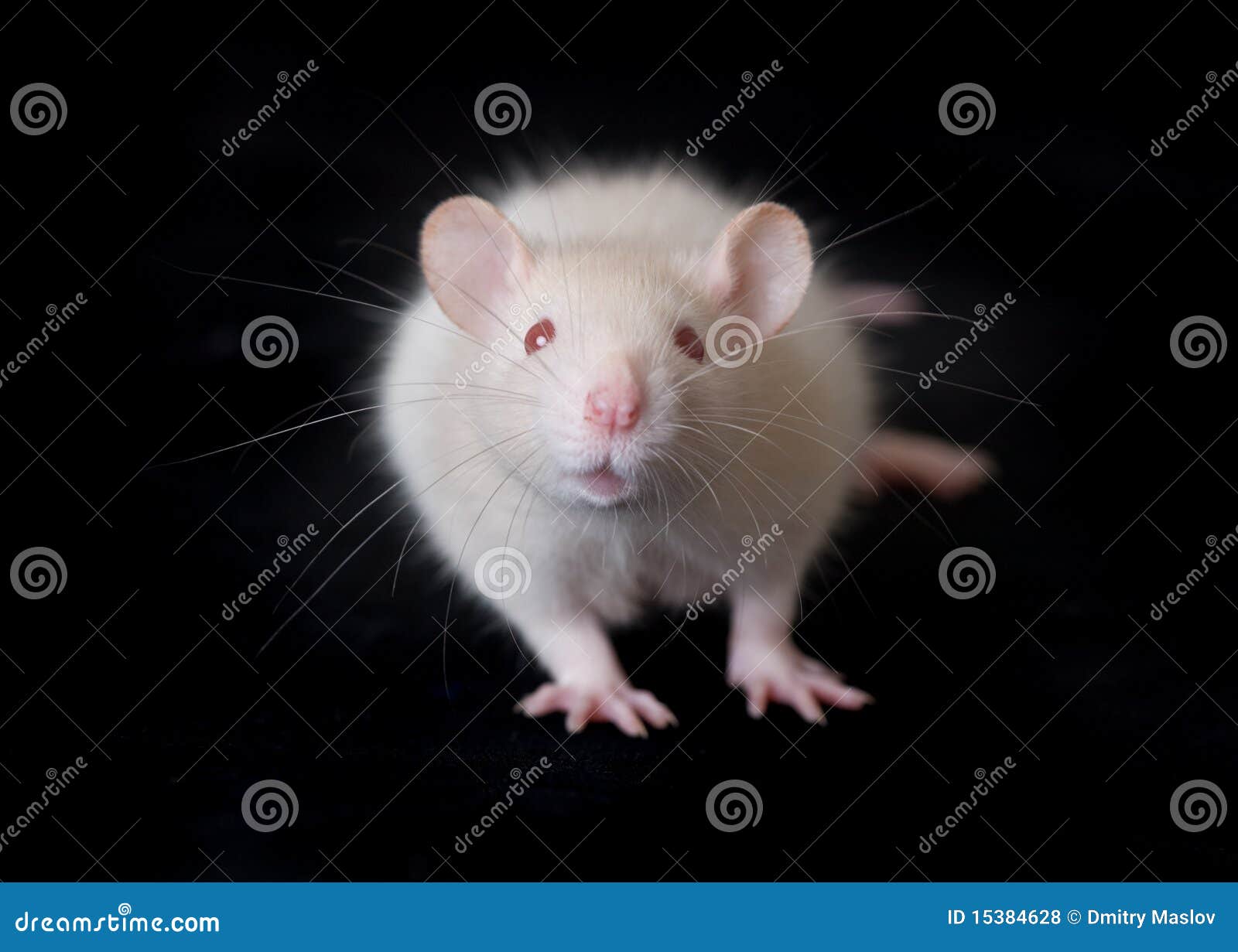 Rato branco pequeno foto de stock. Imagem de rato, pets - 15384628