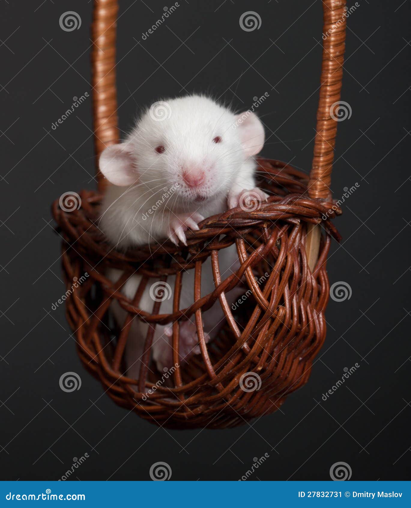 Rato branco pequeno imagem de stock. Imagem de fofofo - 27832731