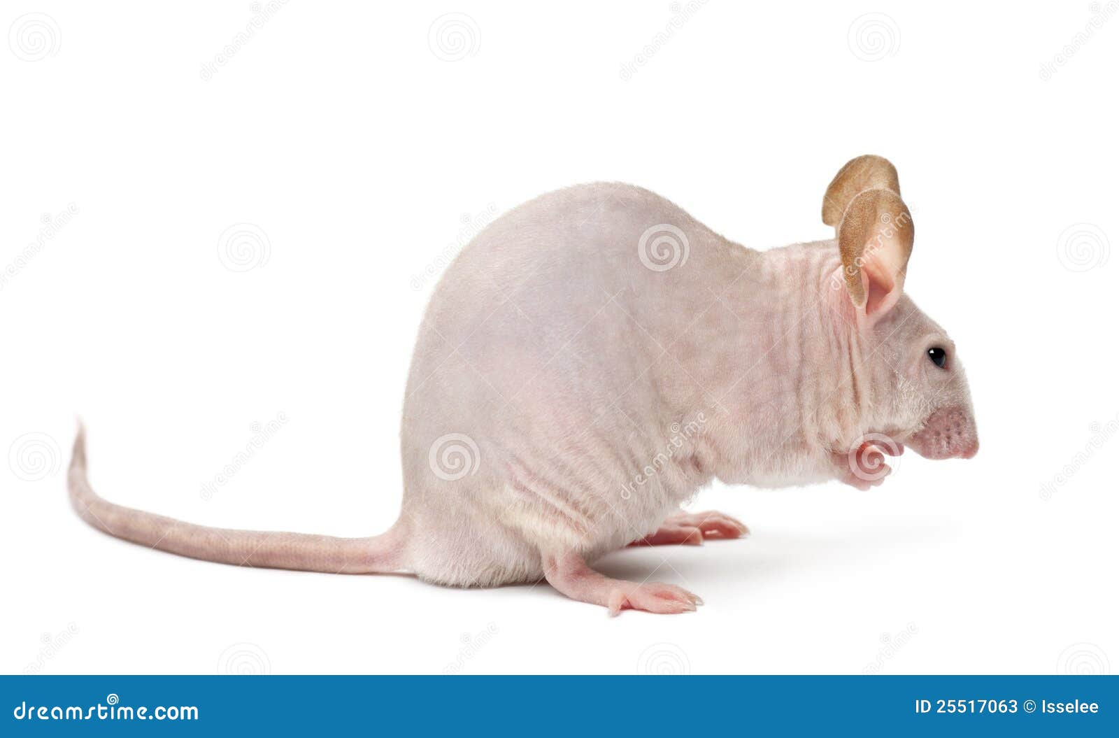 Rato Calvo, Musculus De Mus Imagem de Stock - Imagem de wildlife, fundo ...
