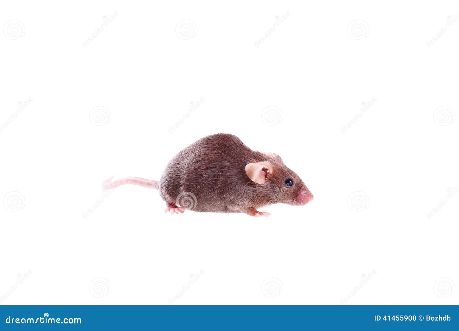 Rato castanho chocolate foto de stock. Imagem de naughty - 41455900