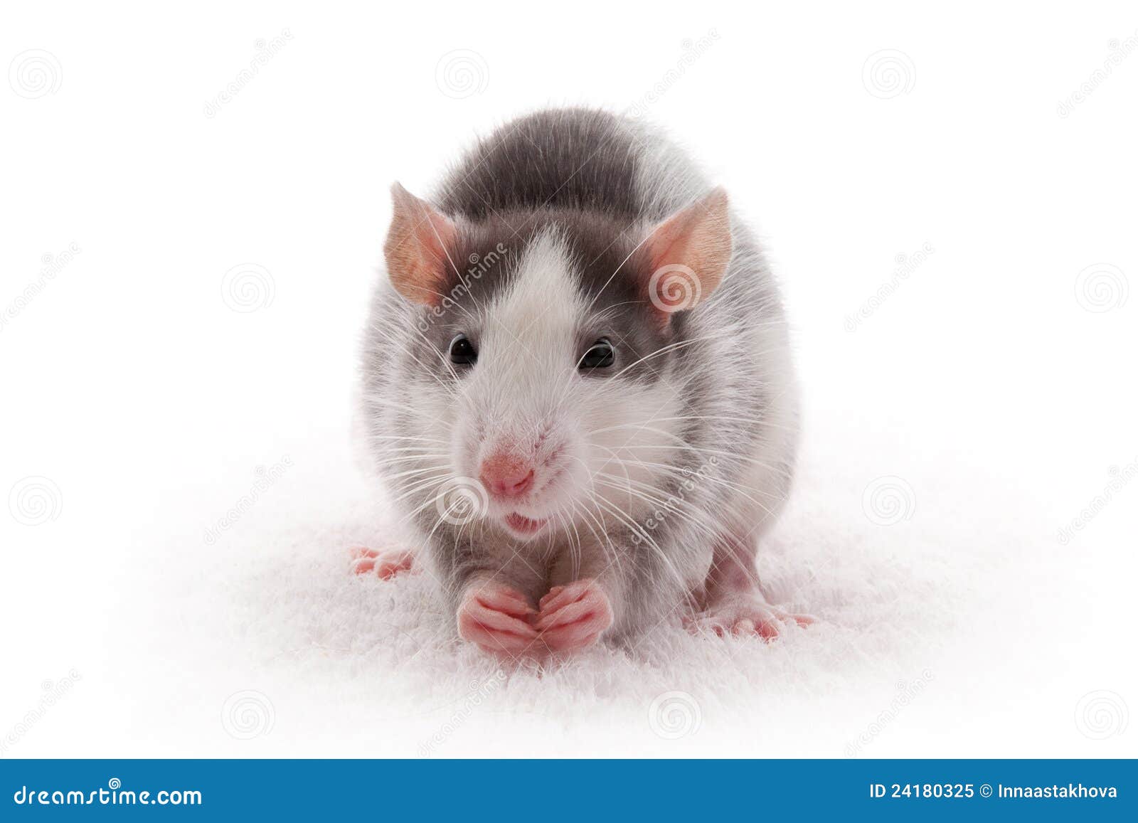 Rato Cinzento Doméstico Bonito Imagem de Stock - Imagem de examinar ...