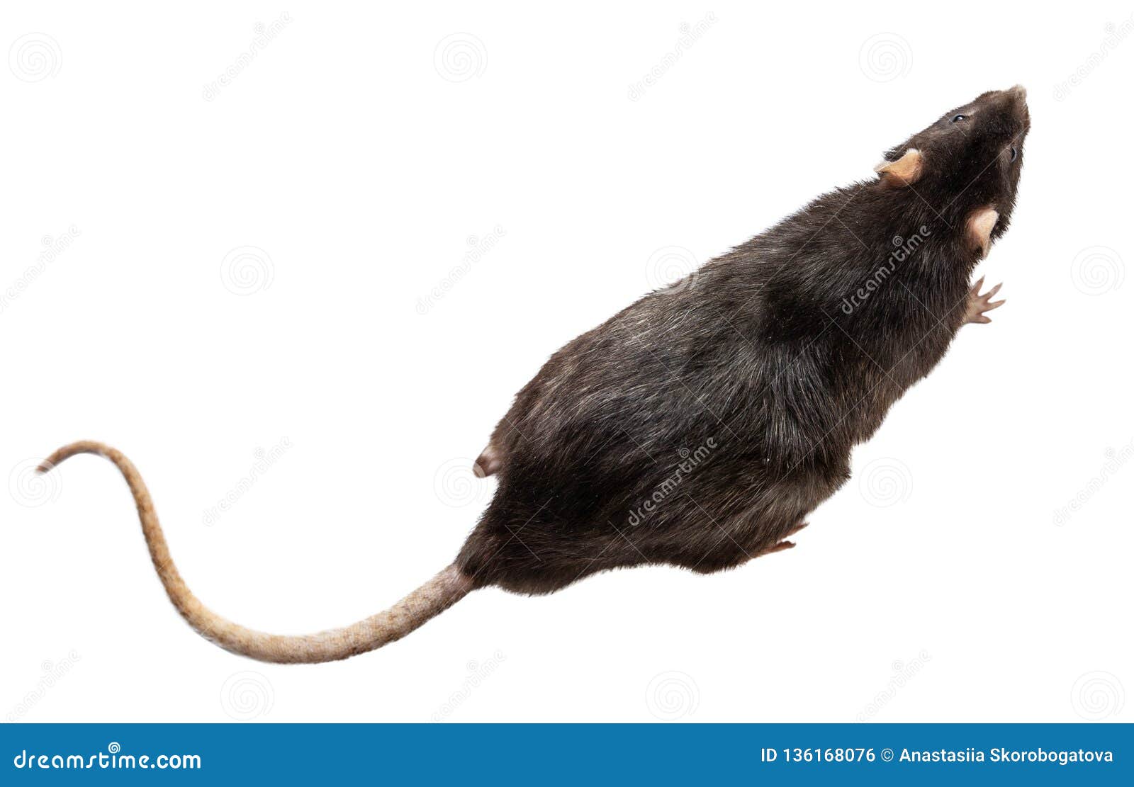 Rato Cinzento Isolado No Fundo Branco Foto de Stock - Imagem de pequeno ...