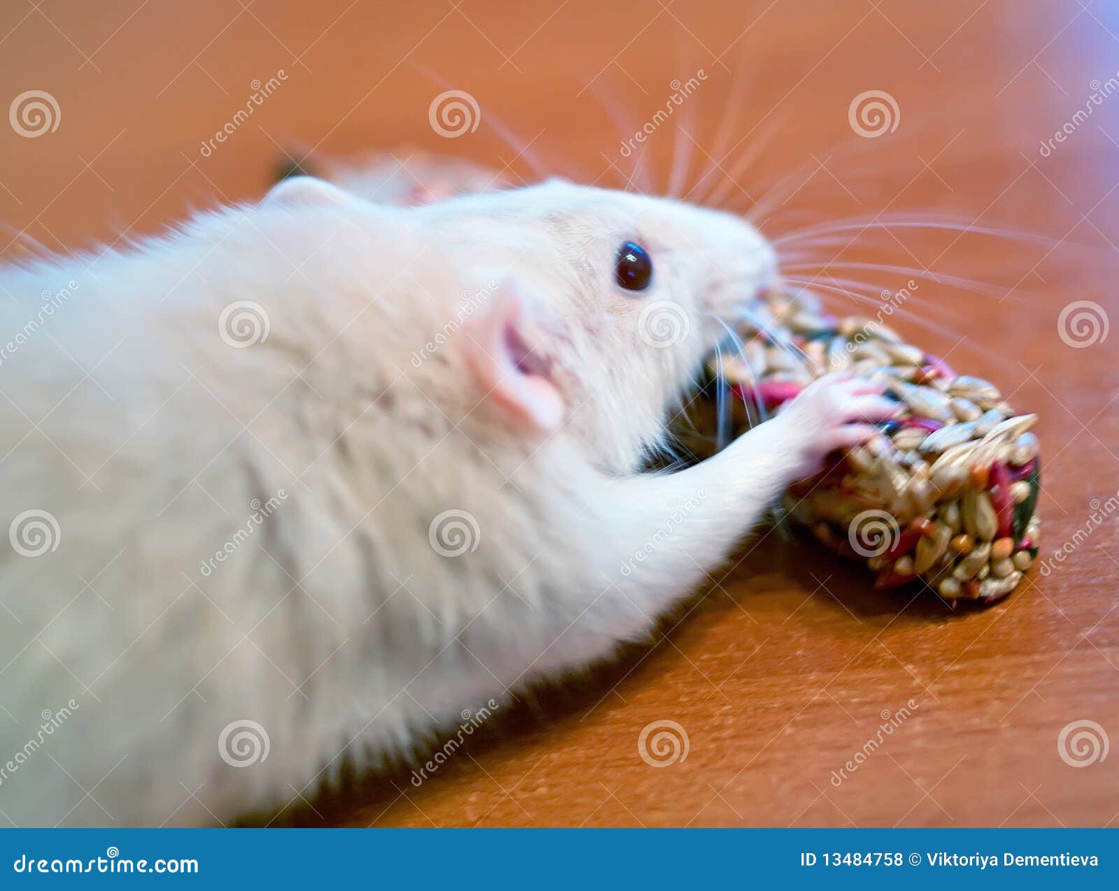 Rato com alimento foto de stock. Imagem de fofofo, coma - 13484758