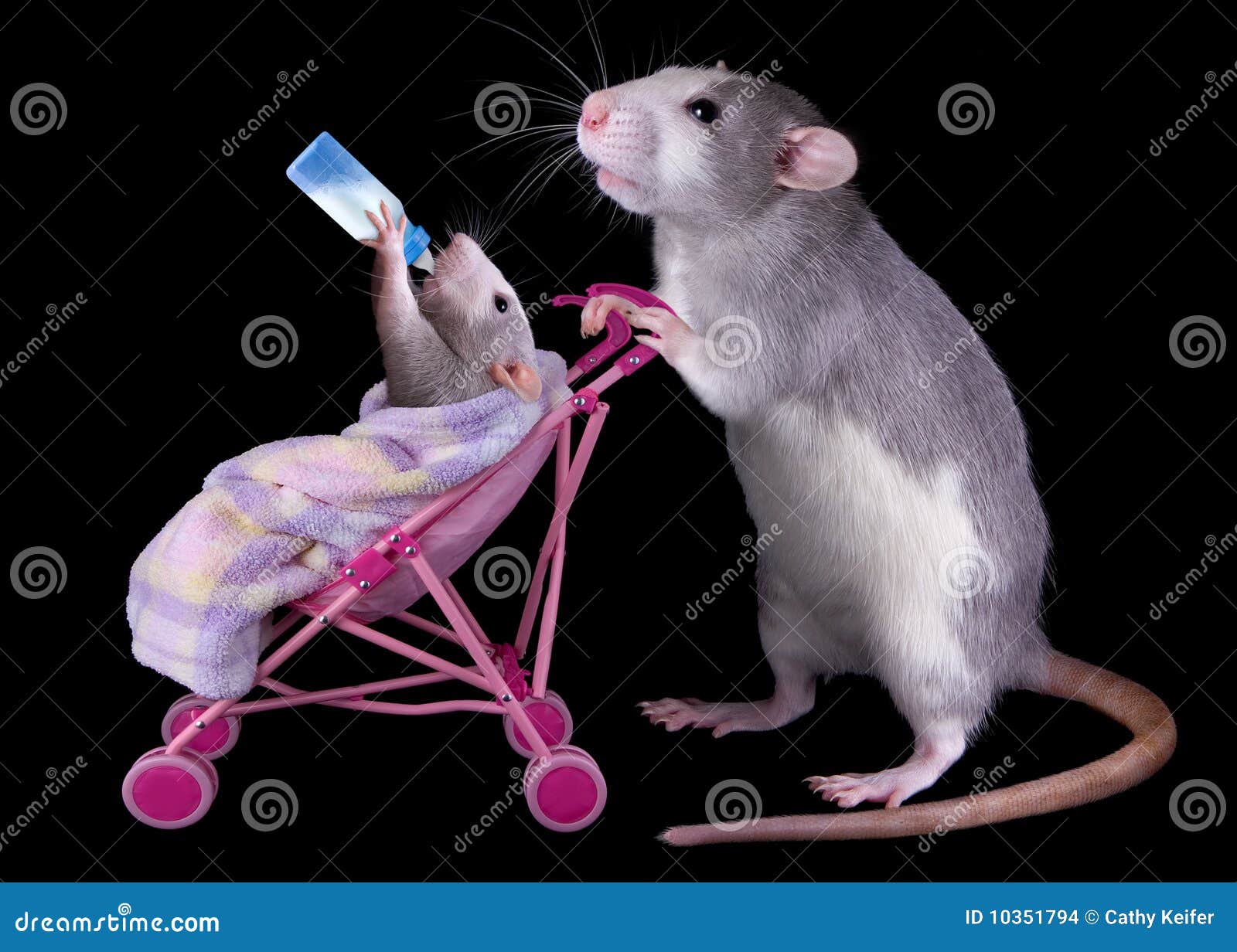 Rato da mamã com bebê foto de stock. Imagem de pelaria - 10351794