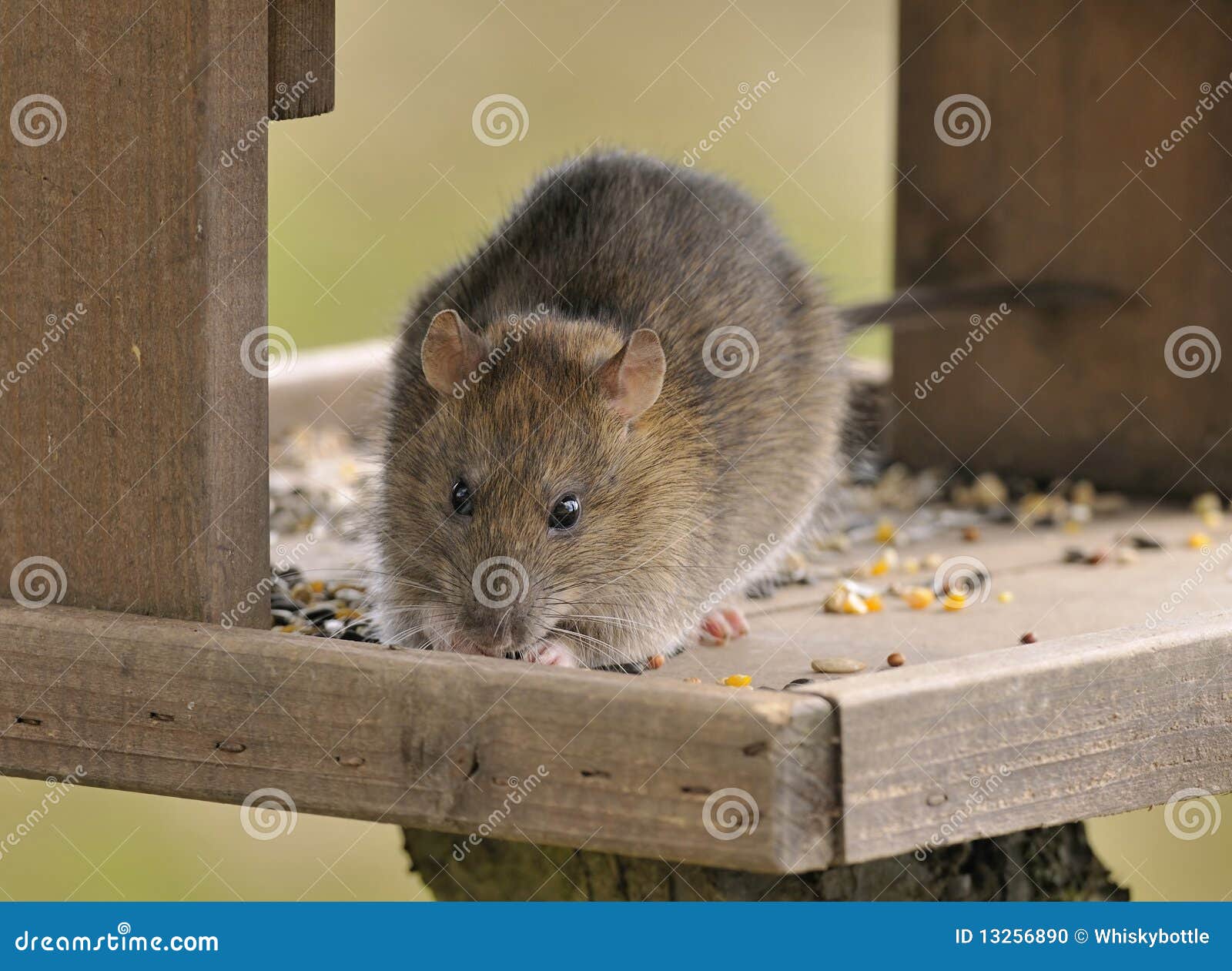Rato De Brown - Norvegicus Do Rattus Foto de Stock - Imagem de wildlife ...