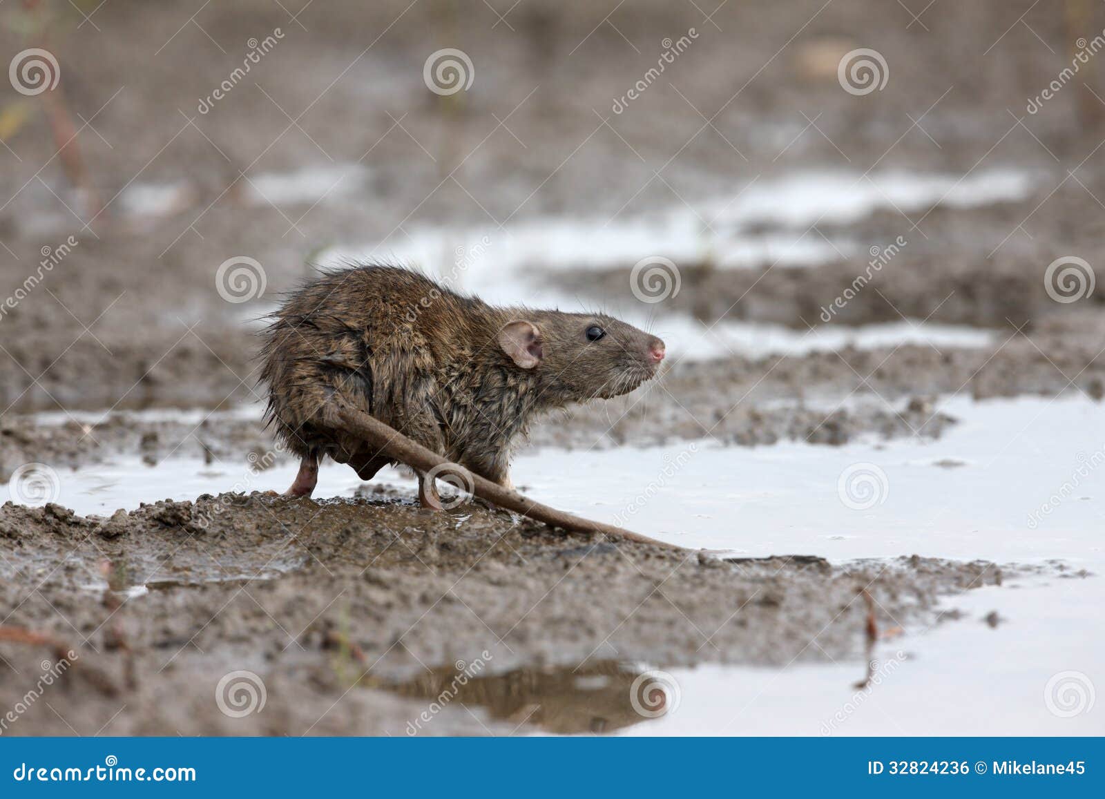 Rato De Brown, Norvegicus Do Rattus Foto de Stock - Imagem de wildlife ...
