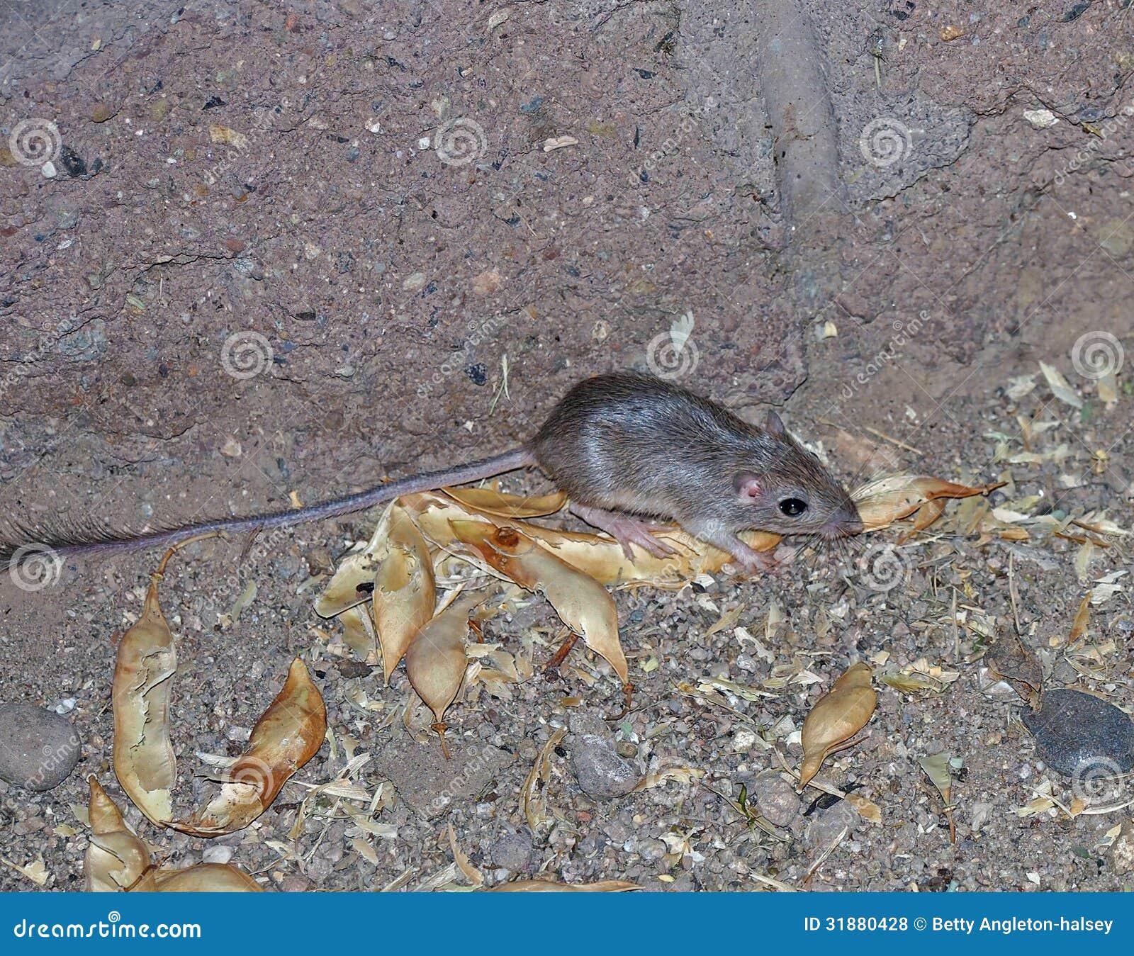 Rato de canguru selvagem foto de stock. Imagem de roedor - 31880428