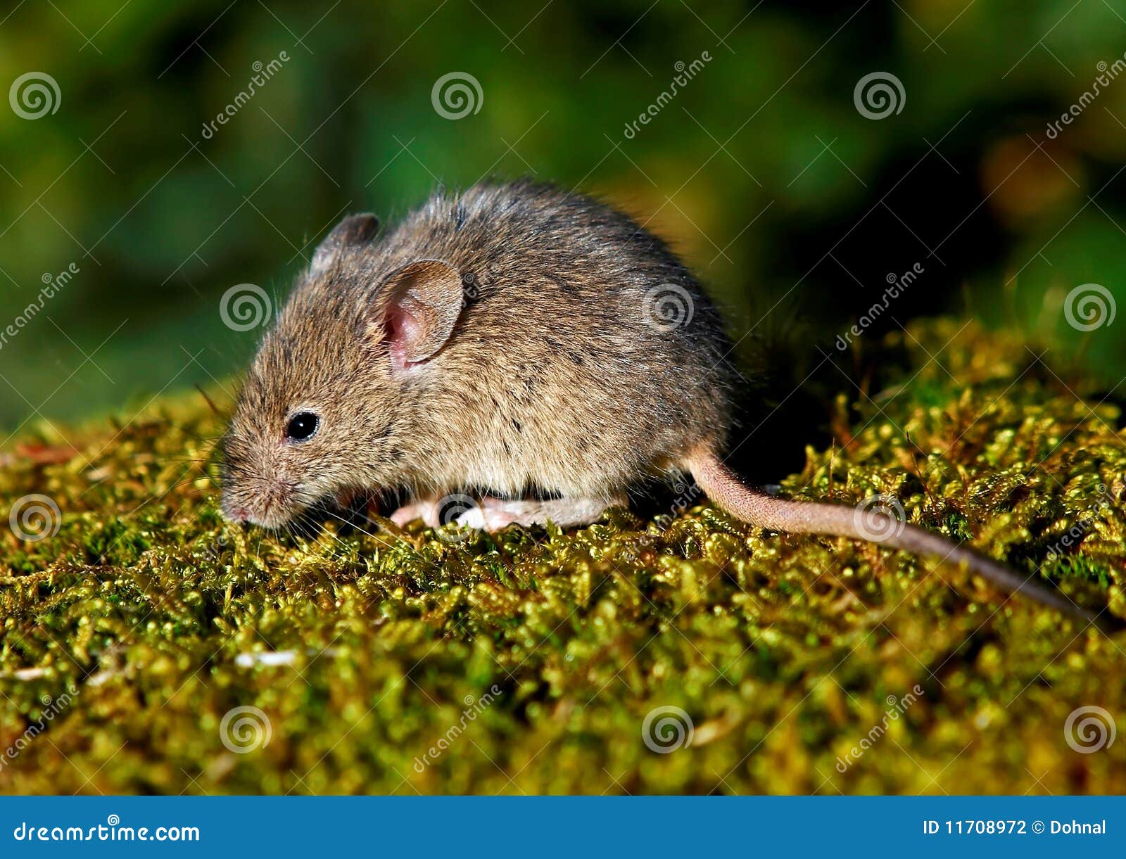 Rato De Casa (musculus De Mus) Foto de Stock - Imagem de rato, animal ...