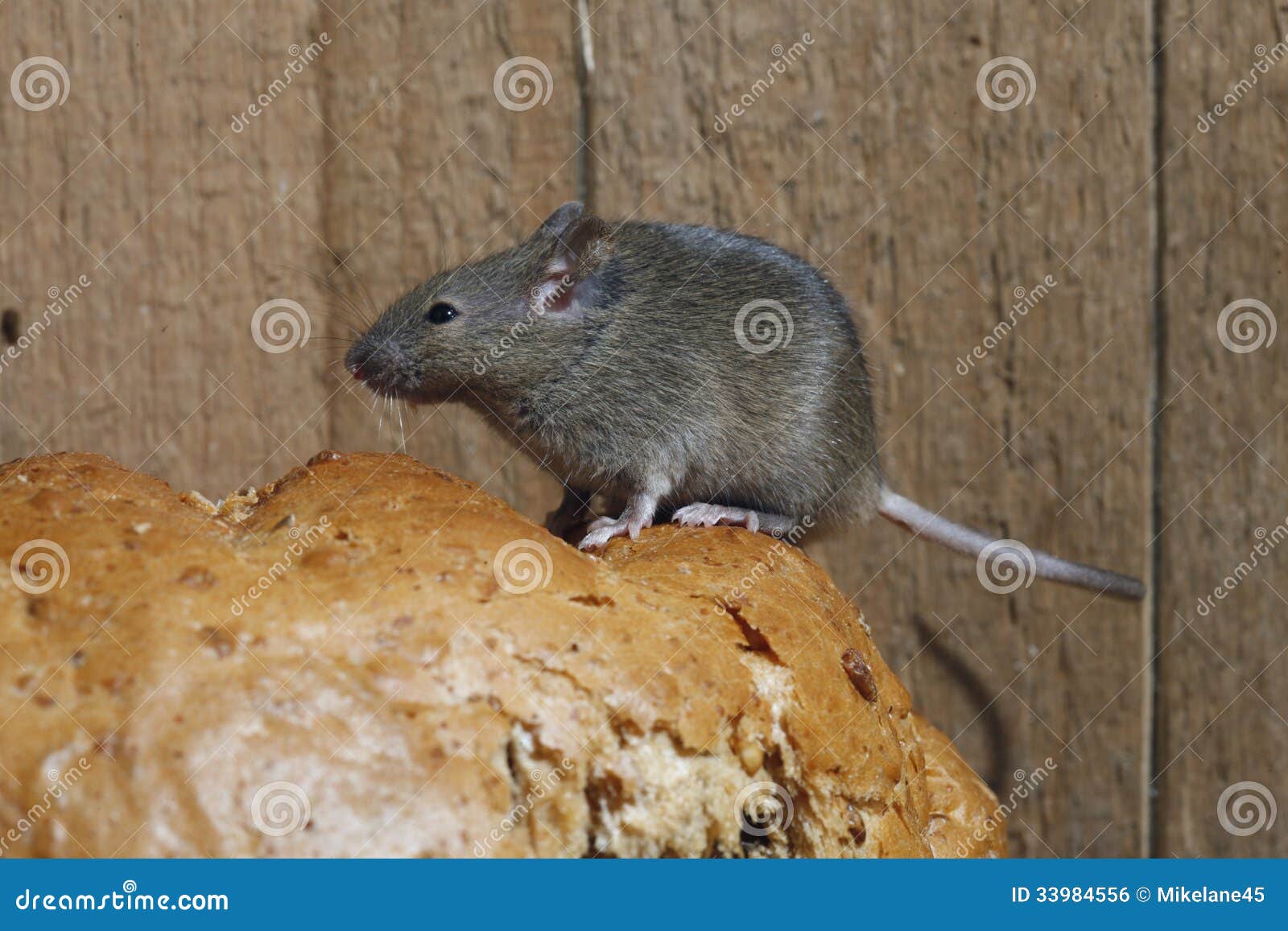 Rato De Casa, Musculus De Mus, Foto de Stock - Imagem de nave, wildlife ...