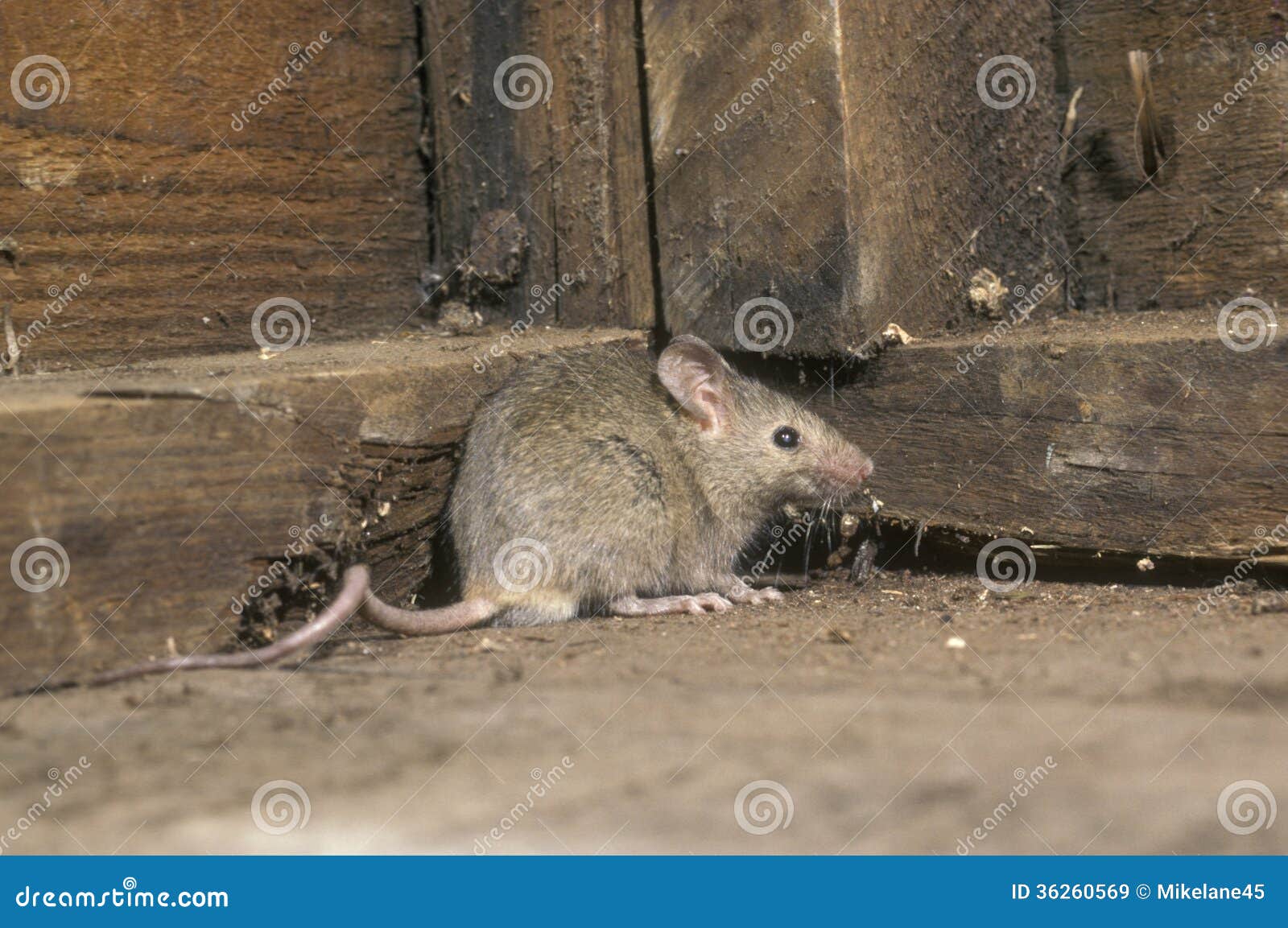 Rato De Casa, Musculus De Mus Imagem de Stock - Imagem de animal ...