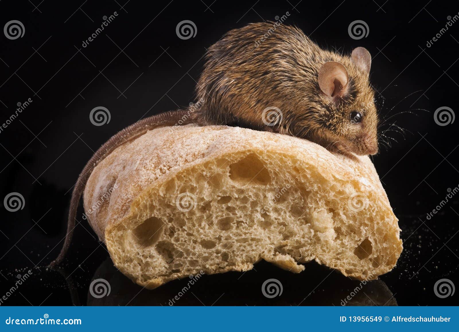 Rato De Casa (musculus Do Mus) Imagem de Stock - Imagem de musgo ...