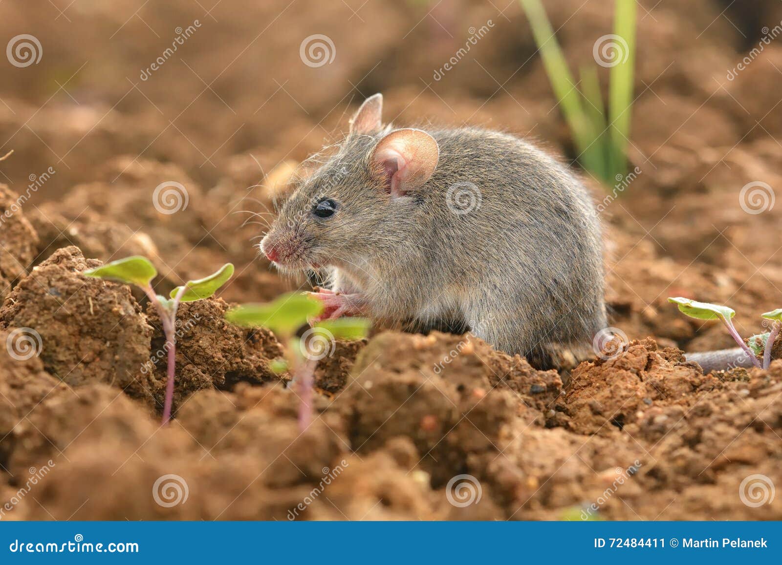 Rato De Casa Oriental - Musculus De Mus Imagem de Stock - Imagem de ...