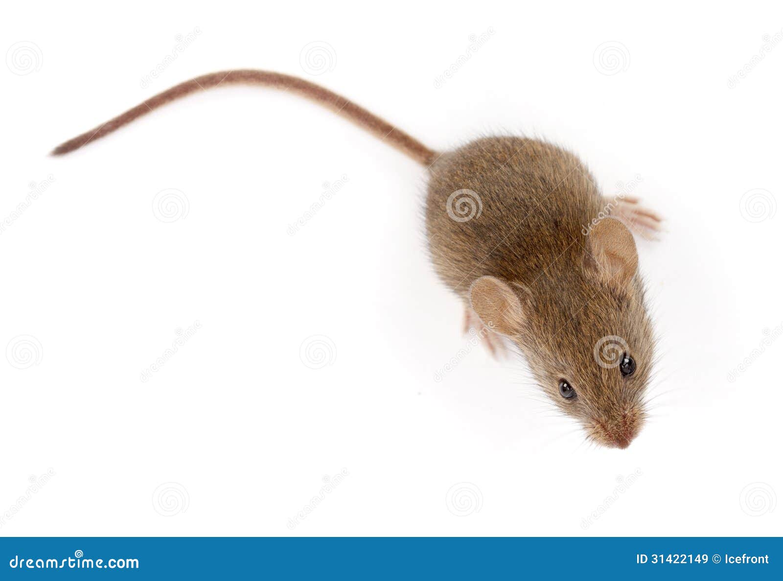 Rato De Casa Que Olha Acima (musculus De Mus) Imagem de Stock - Imagem ...