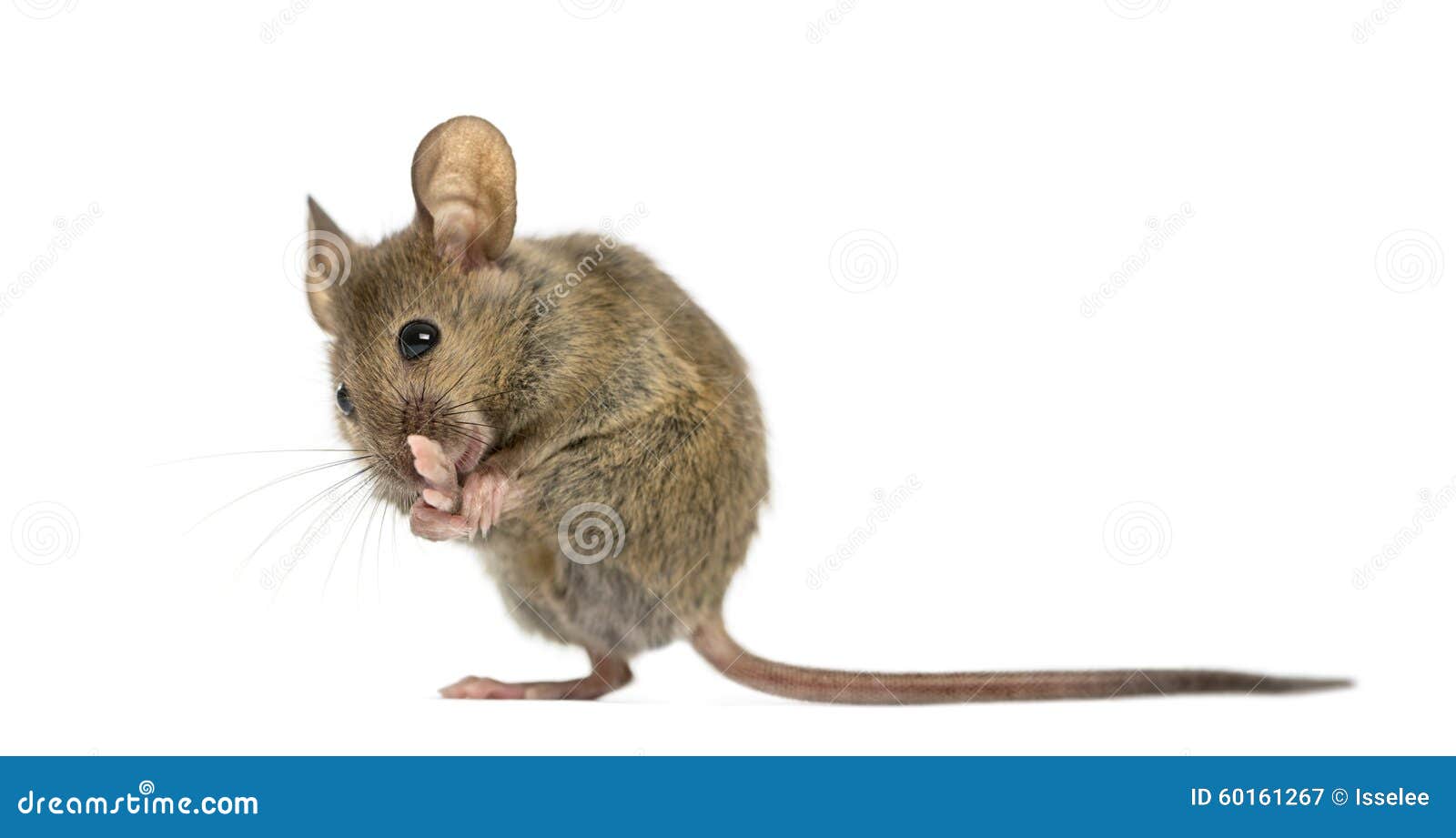 Rato De Madeira Que Limpa Sua Pata Imagem de Stock - Imagem de ninguém ...