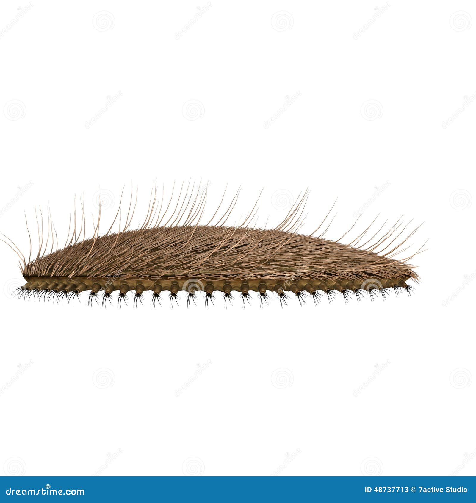 Rato de mar imagem de stock. Imagem de fibras, tropical - 48737713