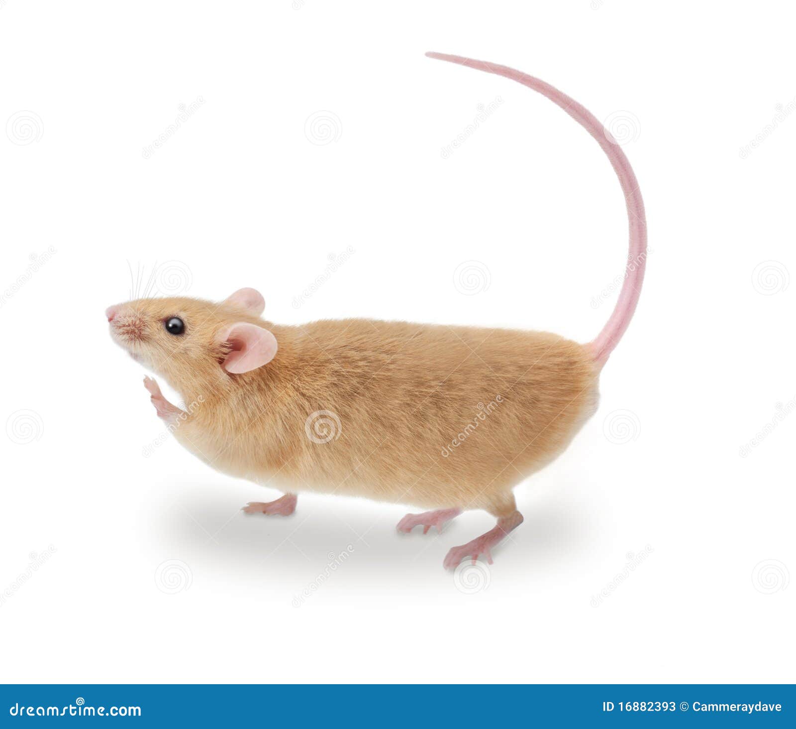 Rato de passeio imagem de stock. Imagem de olhar, praga - 16882393