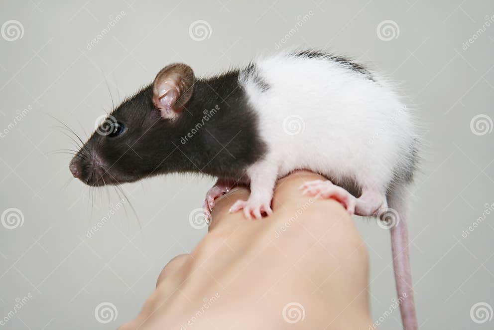 Rato do bebê imagem de stock. Imagem de biologia, pele - 25426661