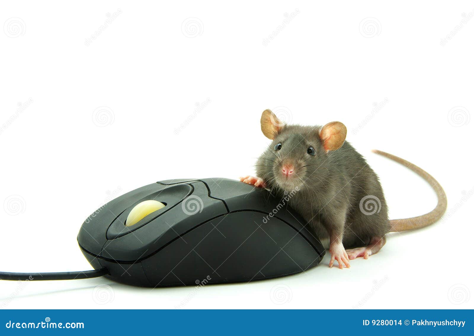 Rato Do Rato E Do Computador Foto de Stock - Imagem de macro, rato: 9280014