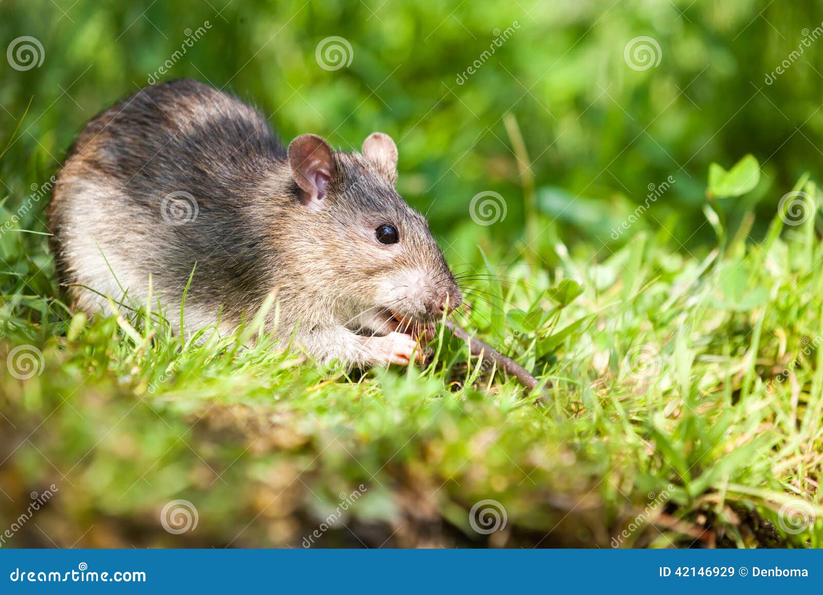 Rato do whit da natureza imagem de stock. Imagem de cabelo - 42146929