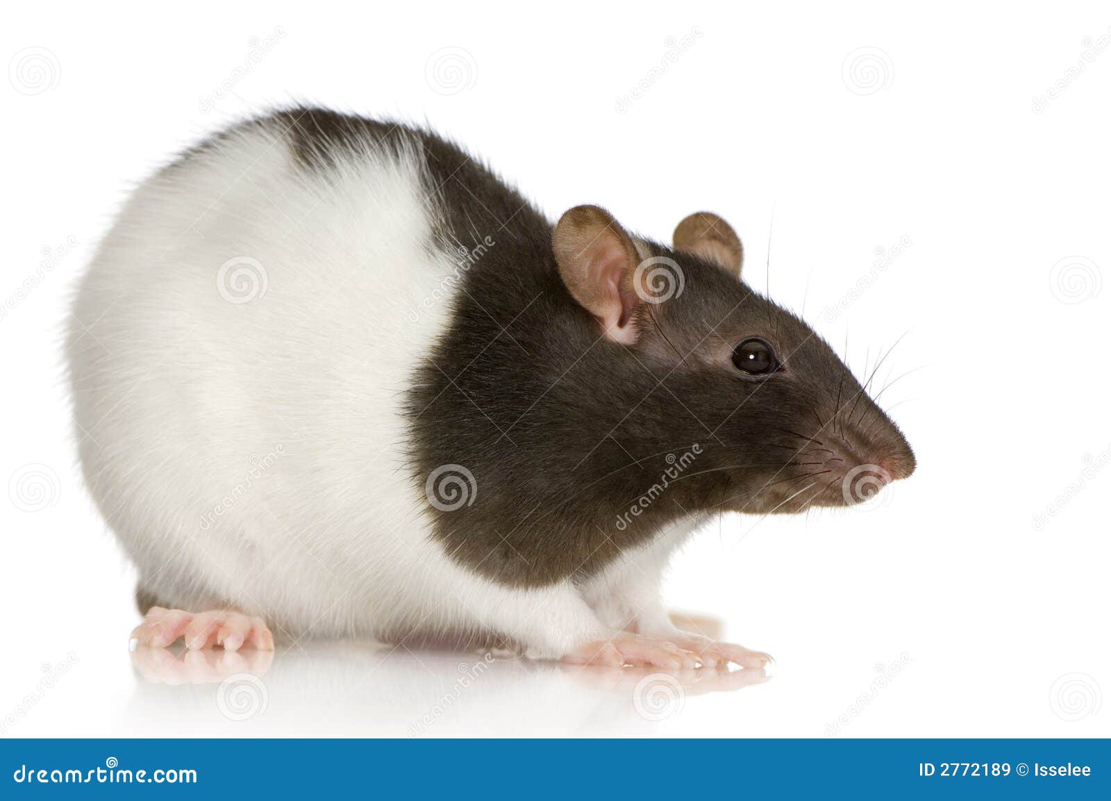 Rato Dois-colorido Da Panda Imagem de Stock - Imagem de humor, fofofo ...